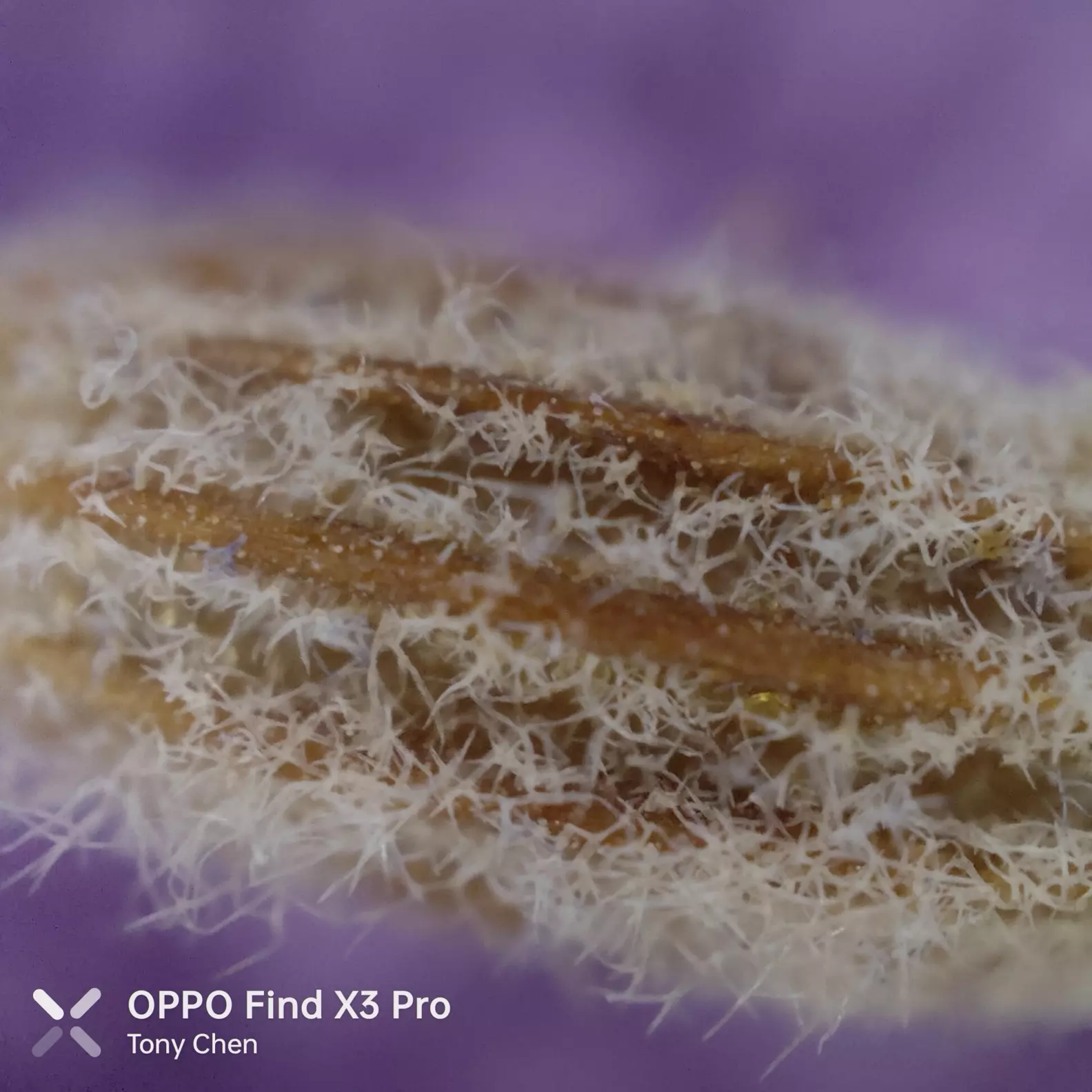 Microscope from Oppo Find X3 Pro on Lavender