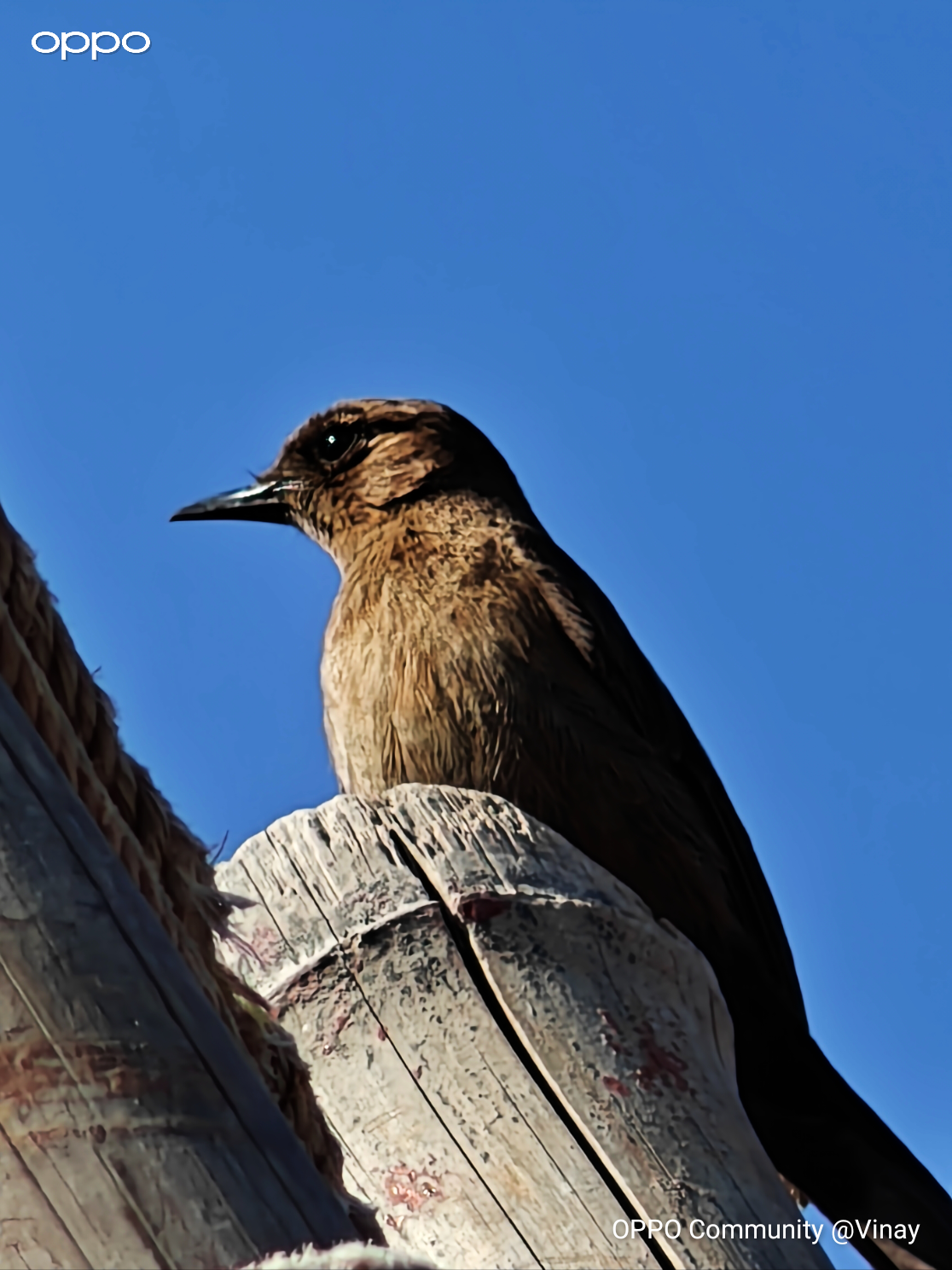 OPPO Global Community