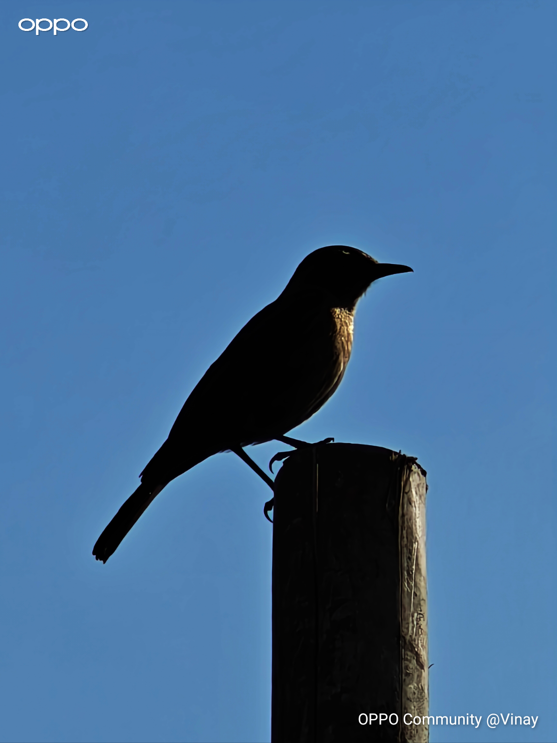 OPPO Global Community