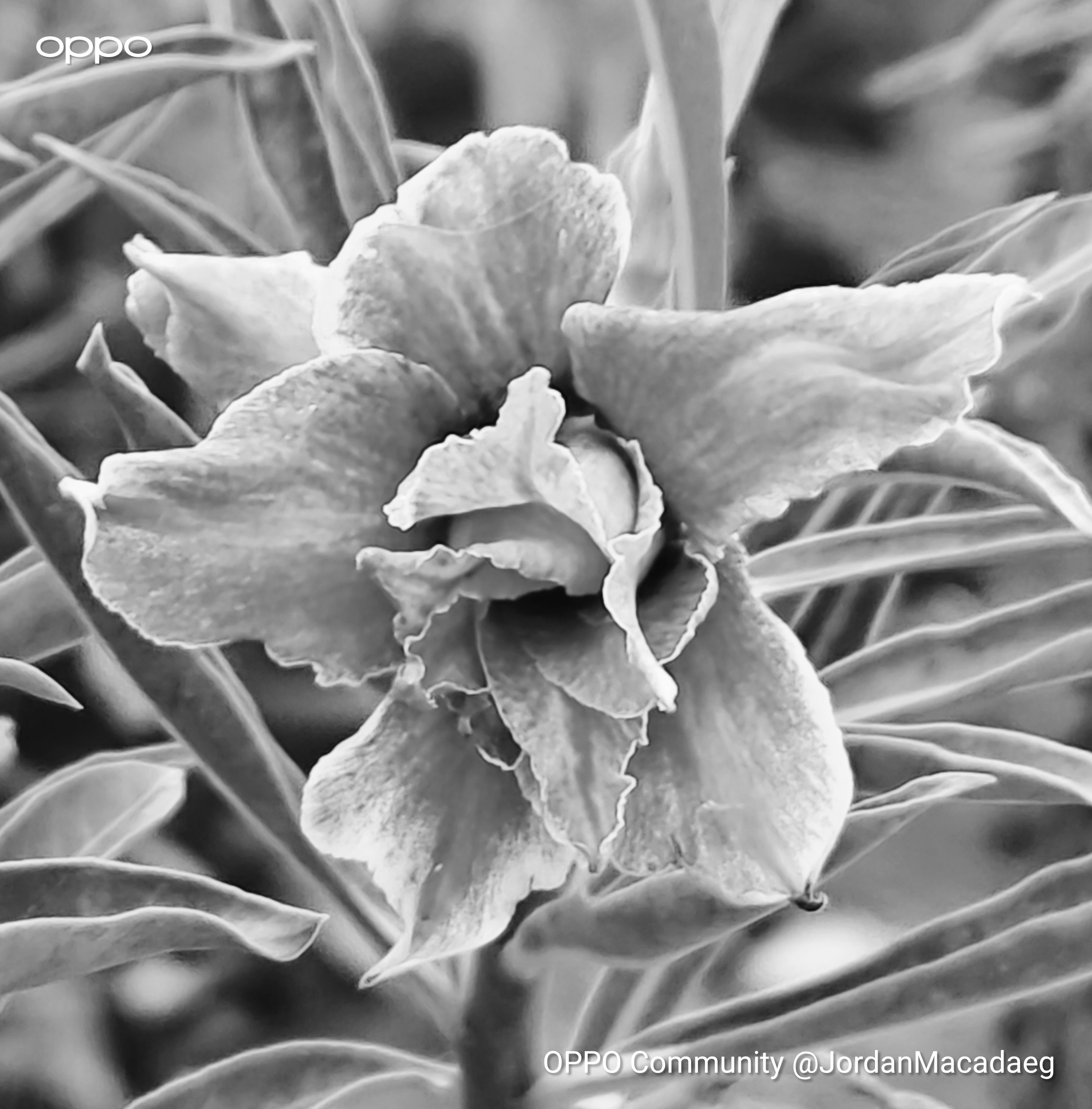 Can You Imagine: Flowers Without Colors