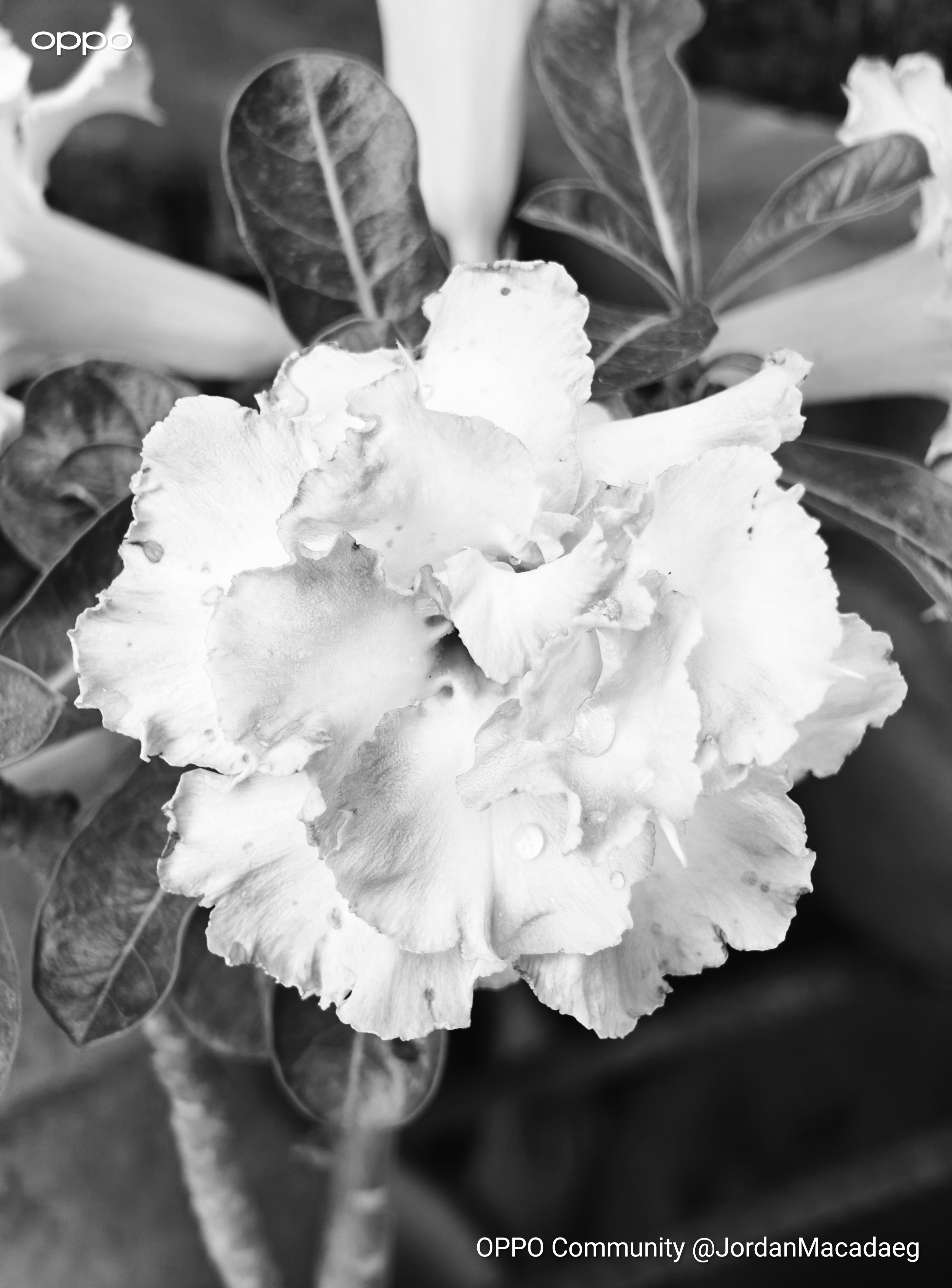 Can You Imagine: Flowers Without Colors
