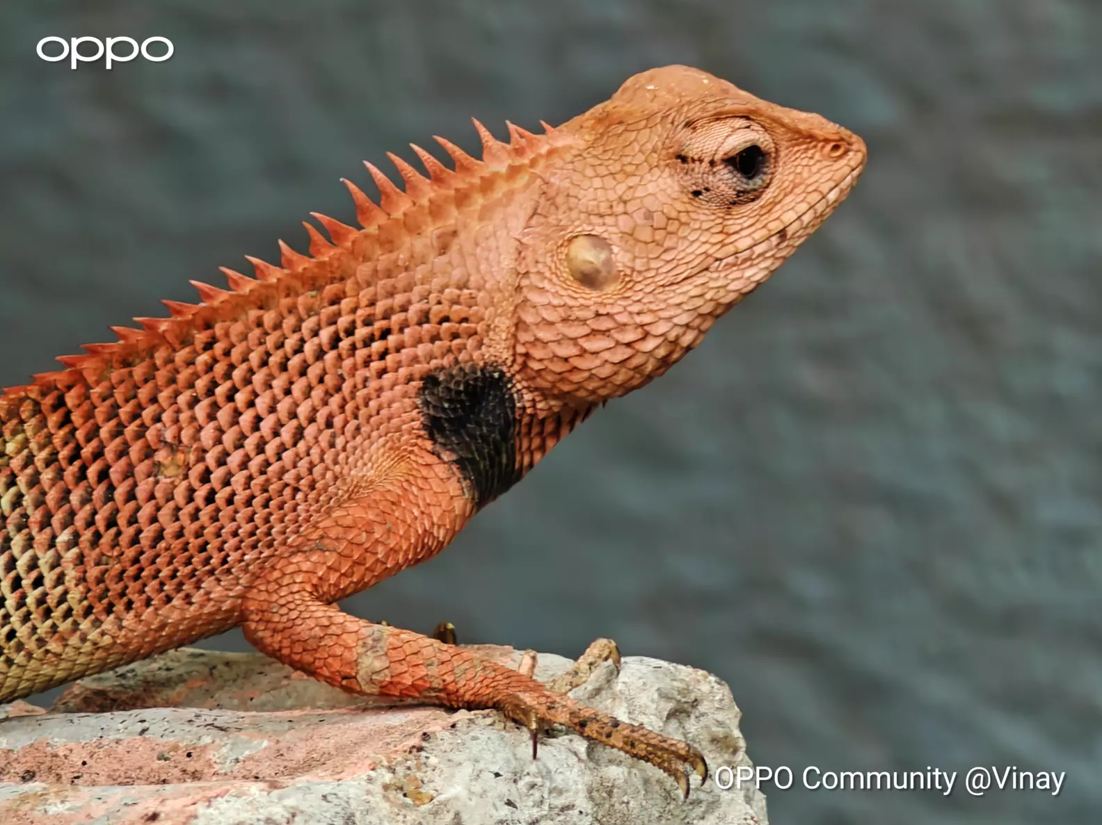 Have you captured any "Red" pic today...?1st Pic👉 When Cham