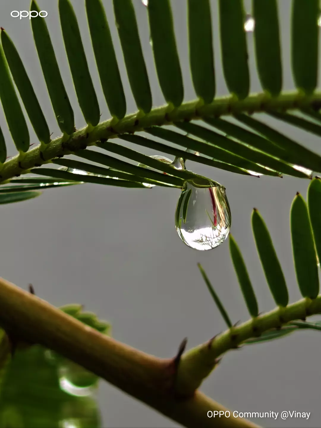 OPPO Global Community