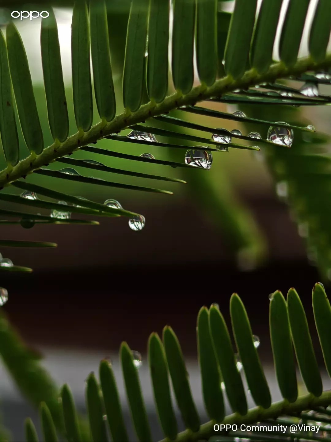 OPPO Global Community