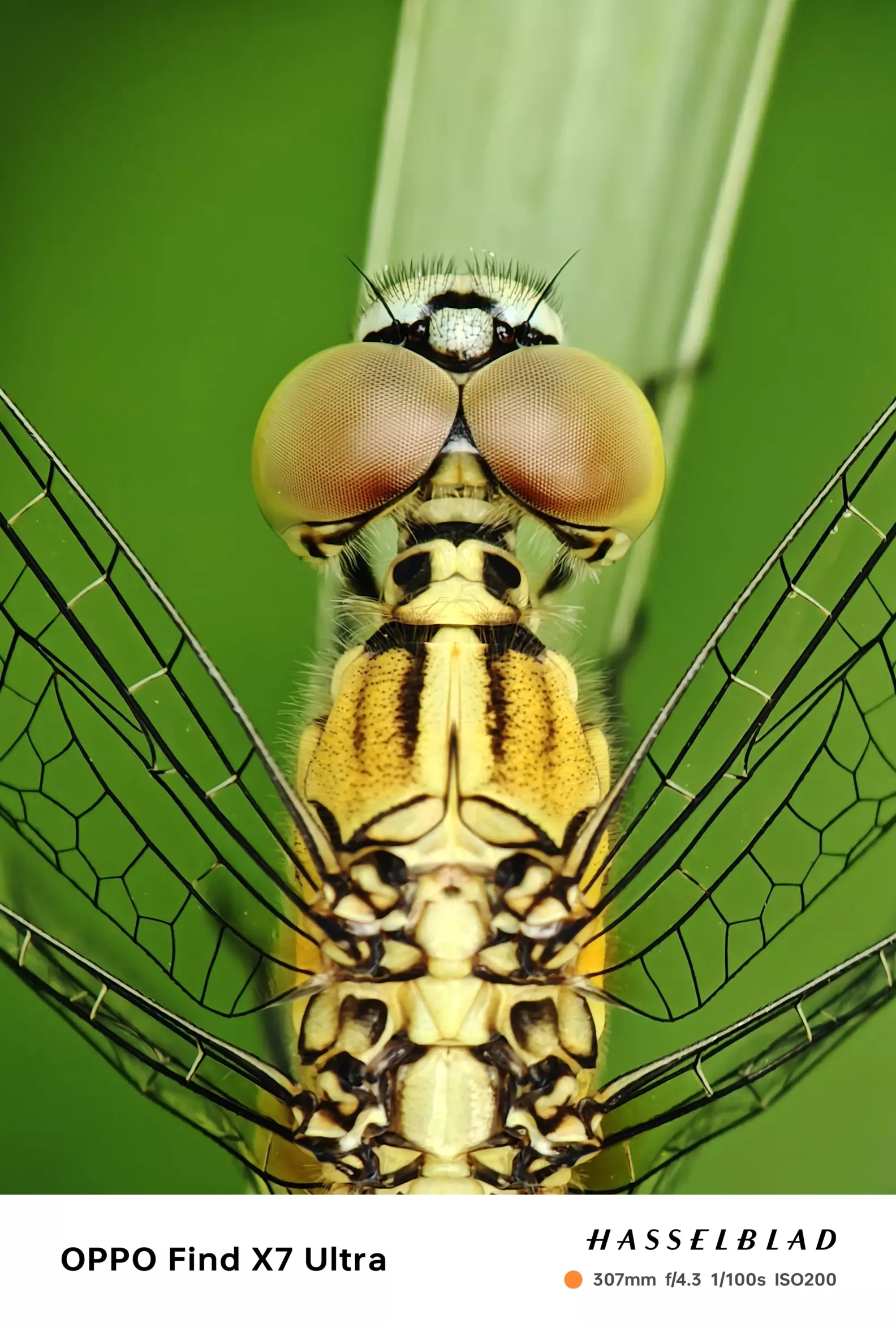 A Dance of Wings: Capturing the Dragonfly's Magic with Oppo