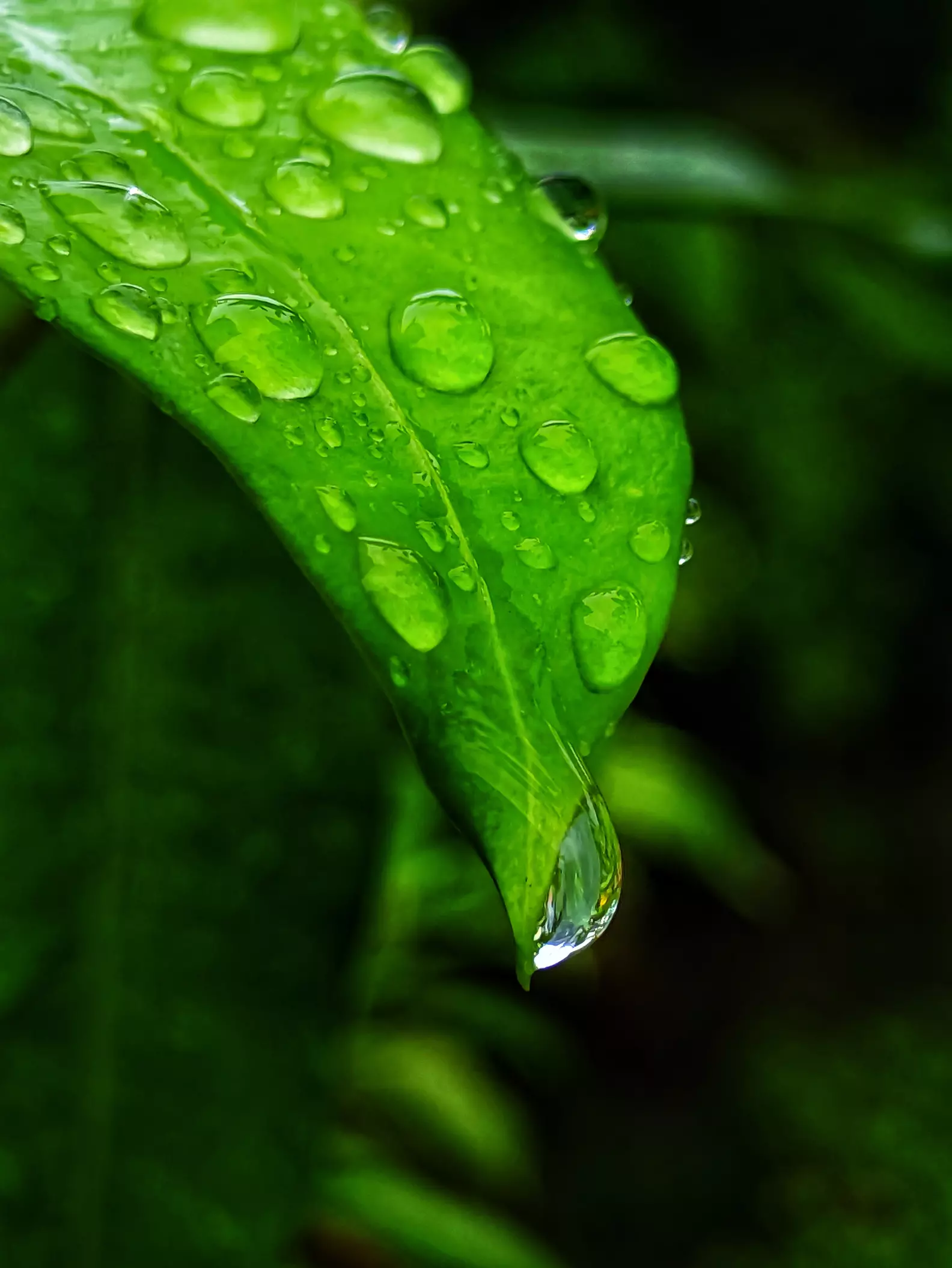 When the raindrops fall on the leaves in a storm, the pictur