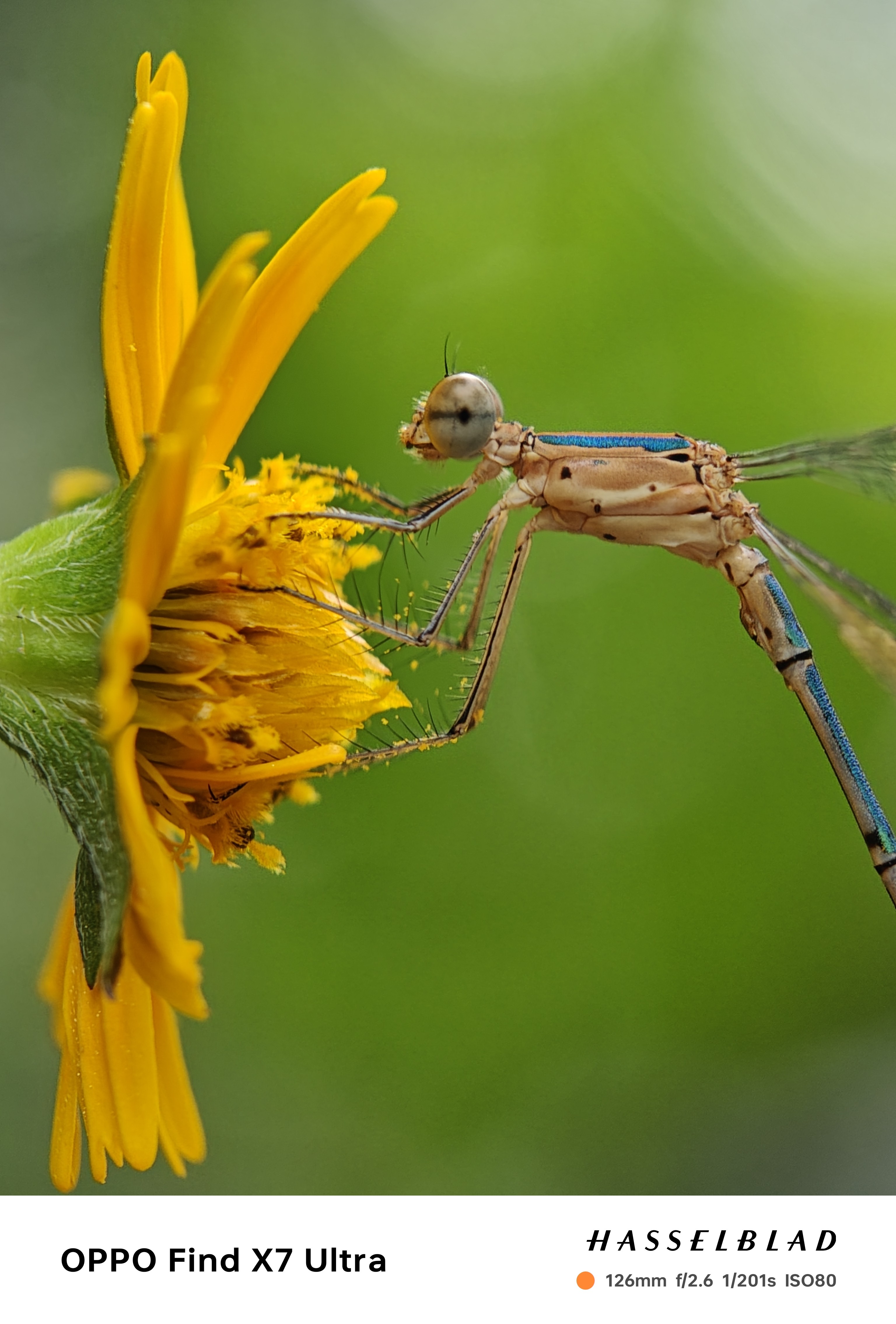 OPPO Magic: Damselfly Close-upsShotonOppoFindX7Ultra #ShotOn