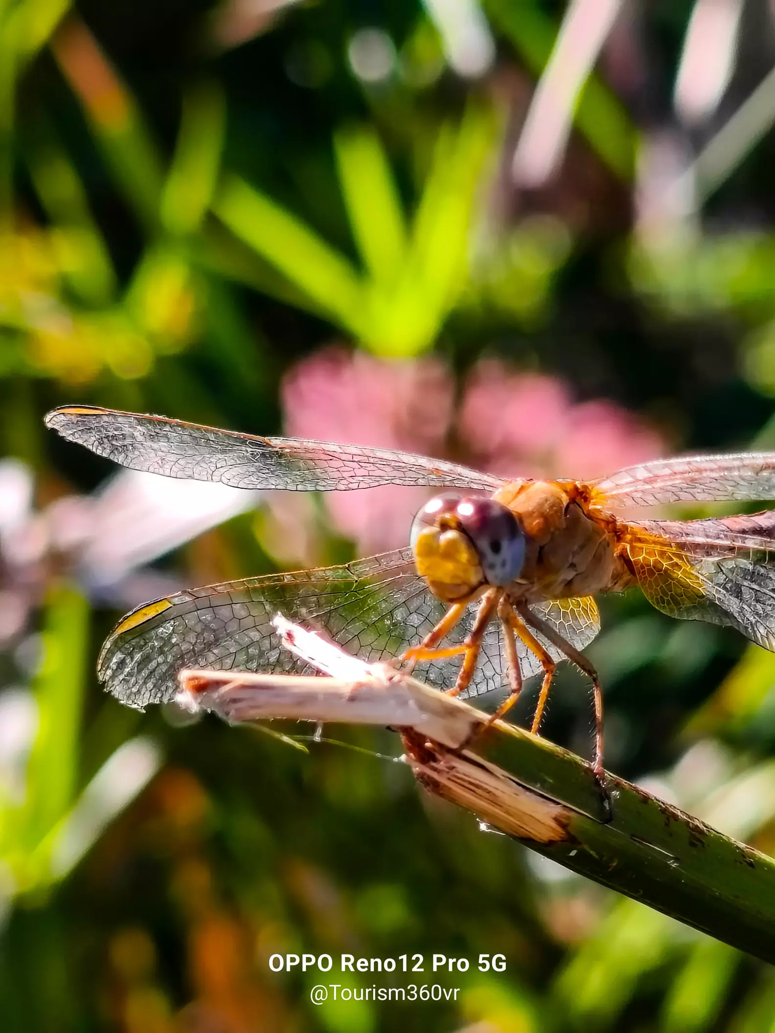 Dragonflies part 1