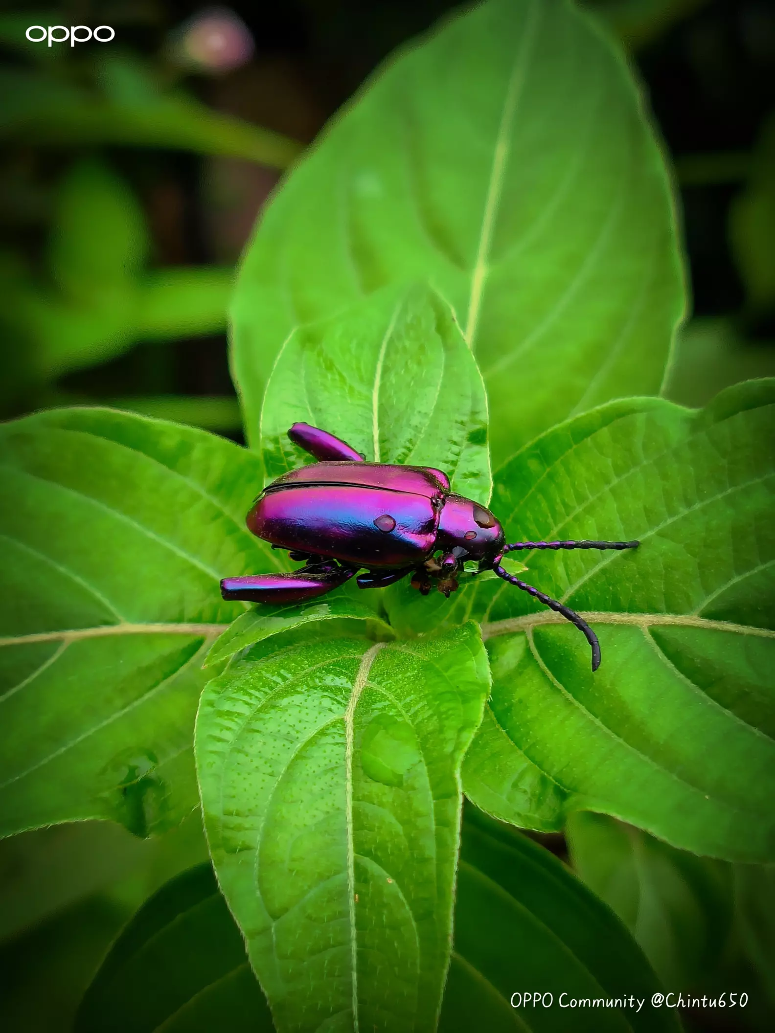 A Jewel in Nature's Crown: A stunning jewel beetle rests and