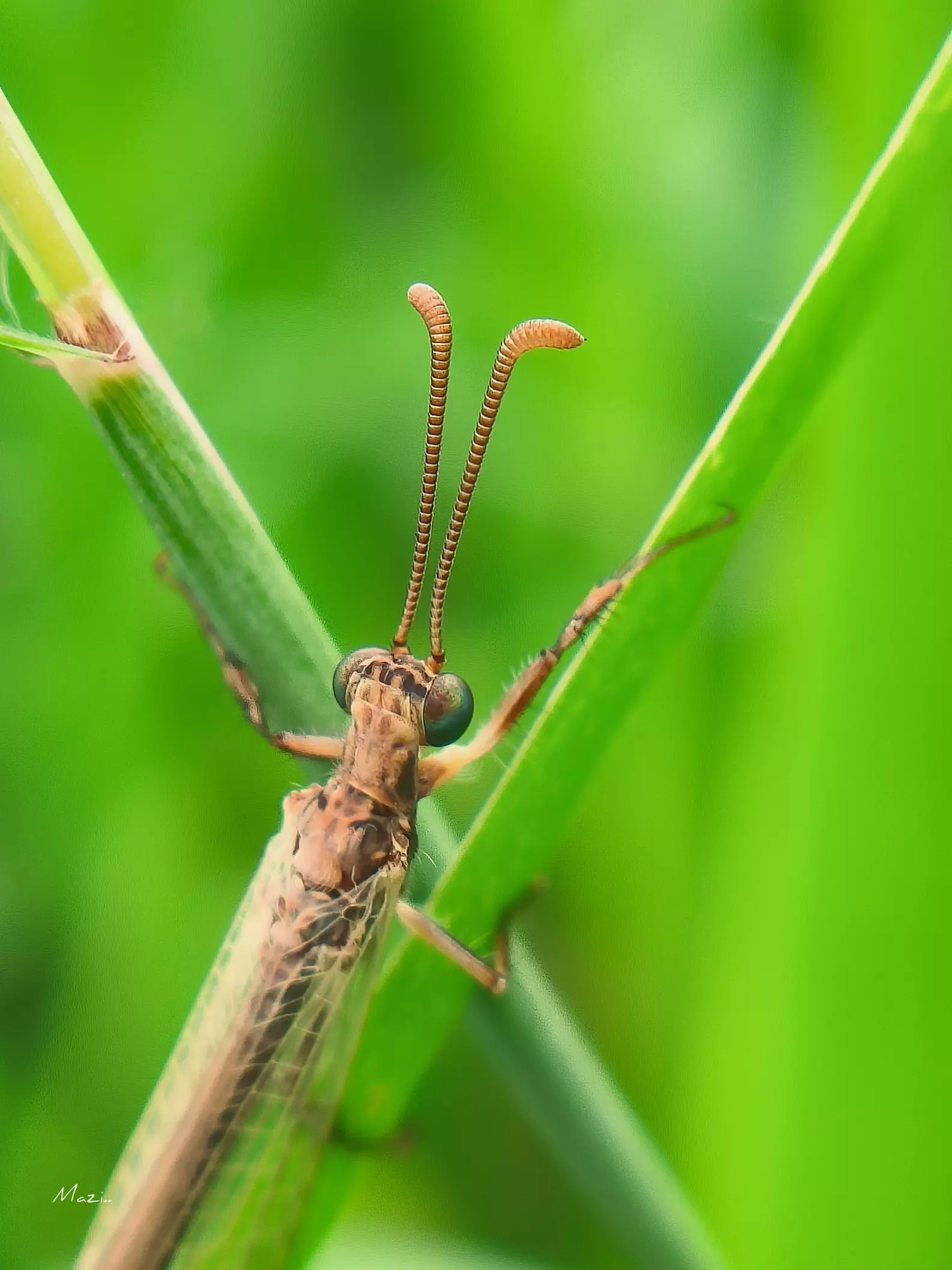 Have you seen this long.. dragonfly looking insect/bug befor