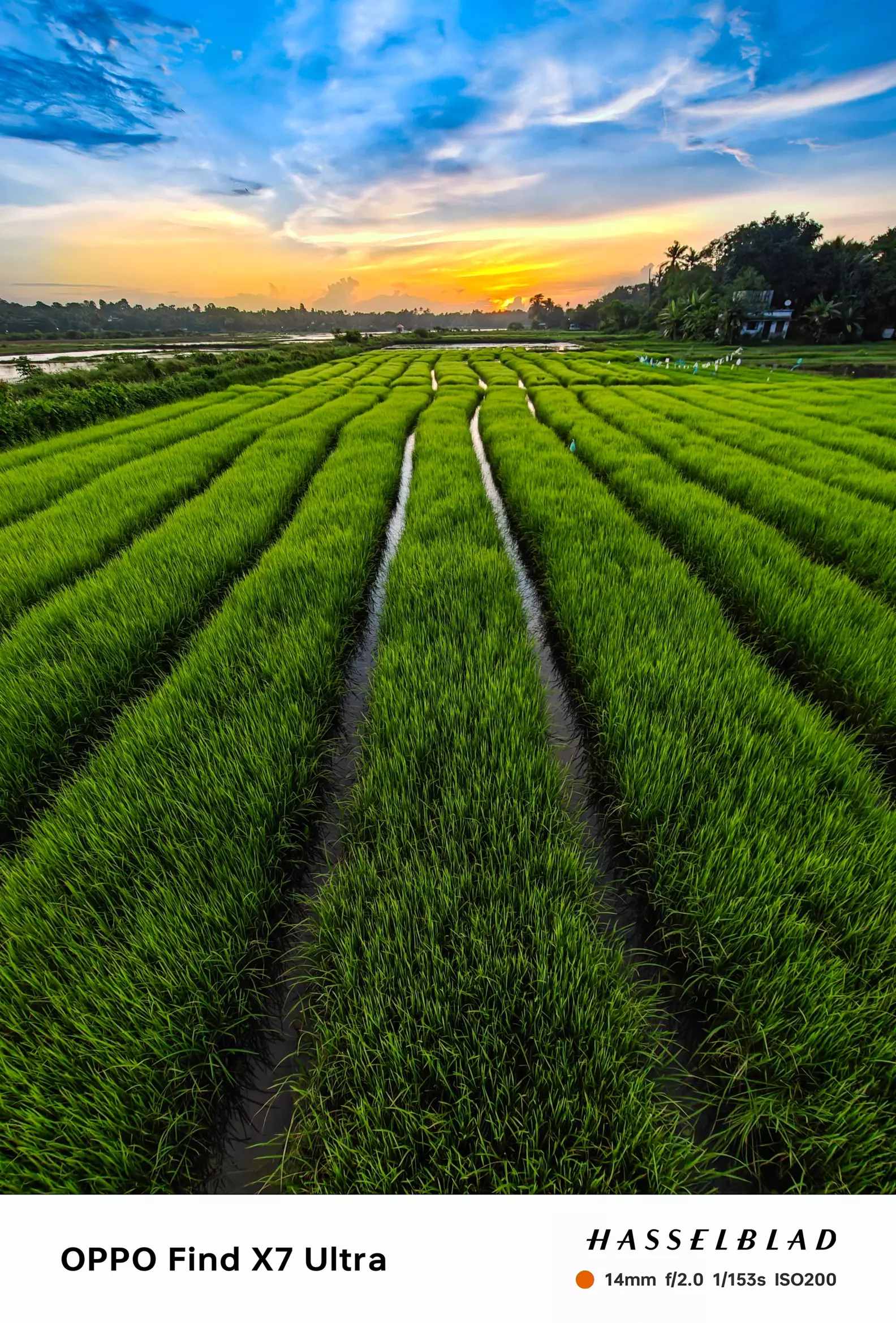 Capturing the beauty of Kerala Paddy fieldsShotonOppo find X
