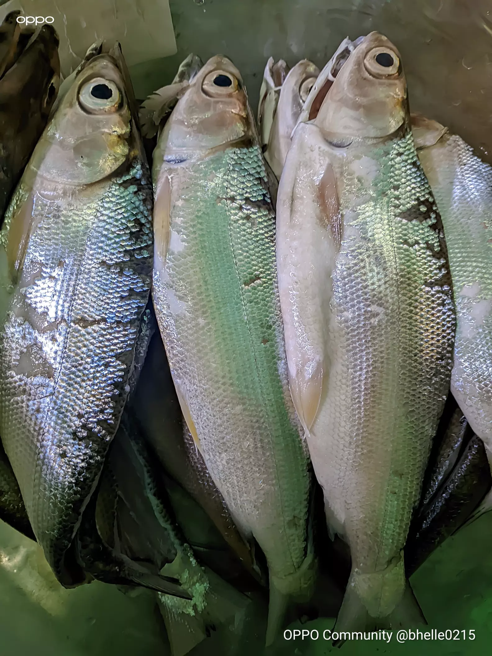 Flavor of the Sea : Bangus