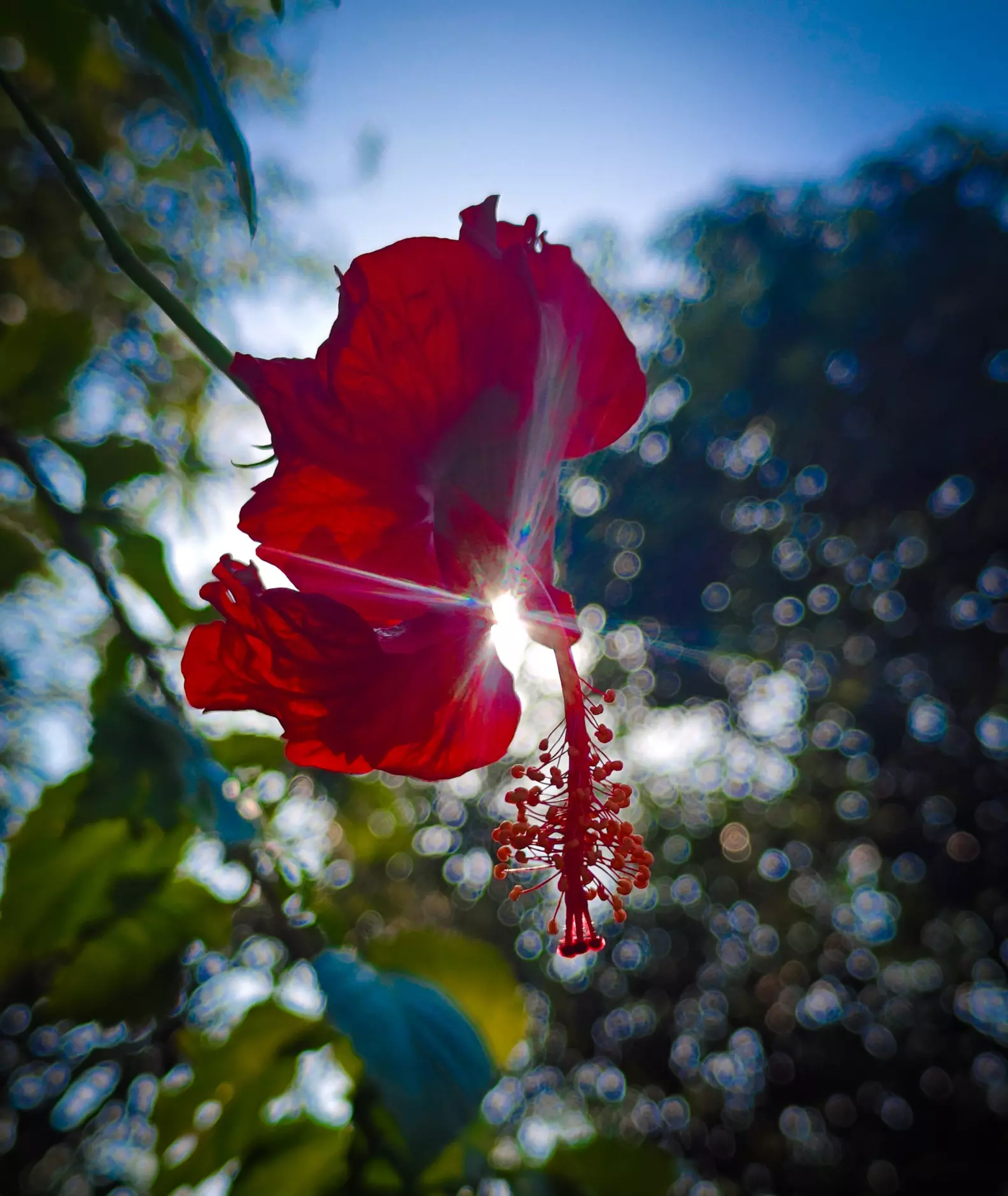 A few macro shots clicked using the OnePlus 12. Edited in Li