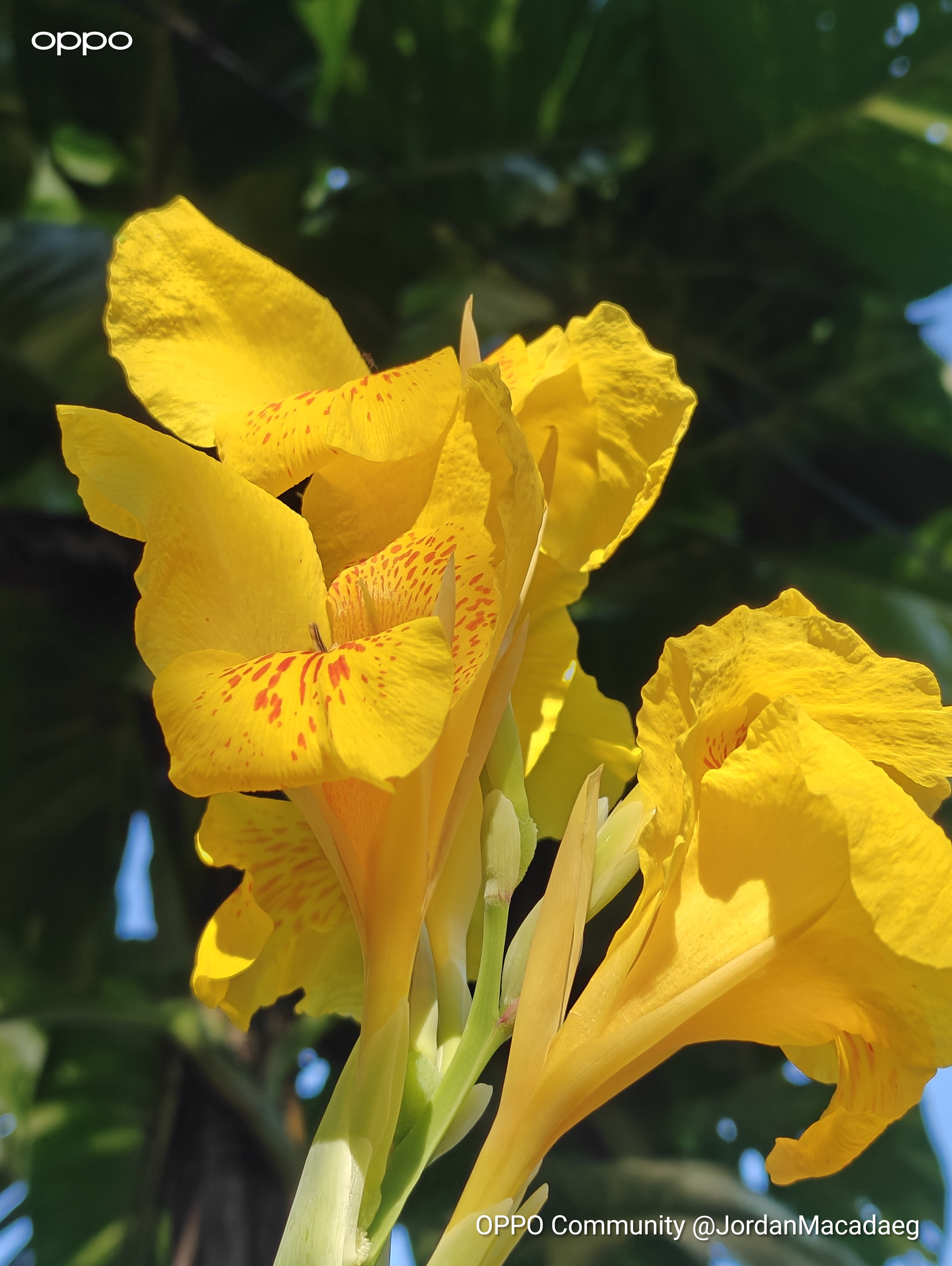 Tiger Flower