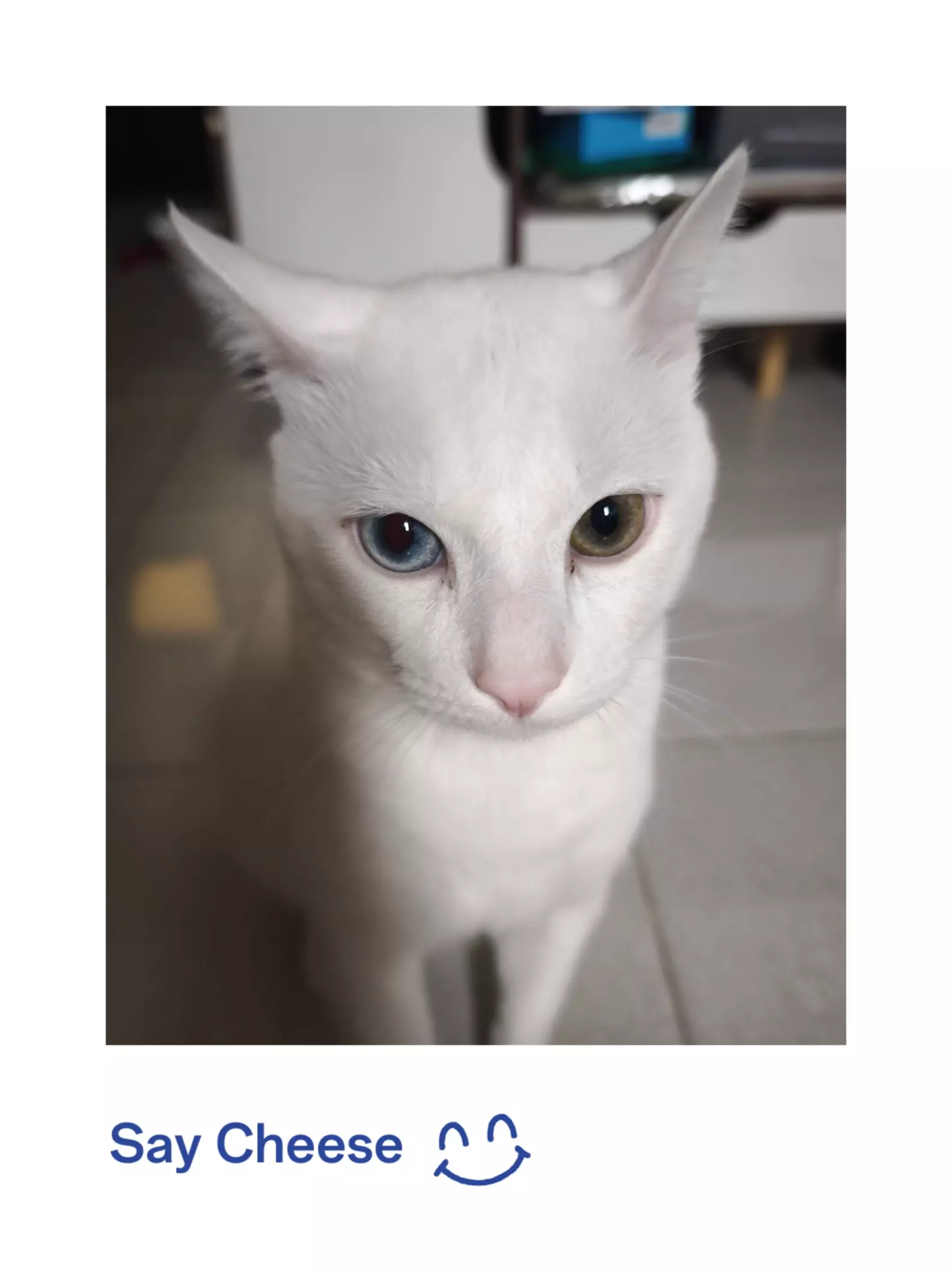 Mimi looks amazing in the new Photo Framing feature. I found