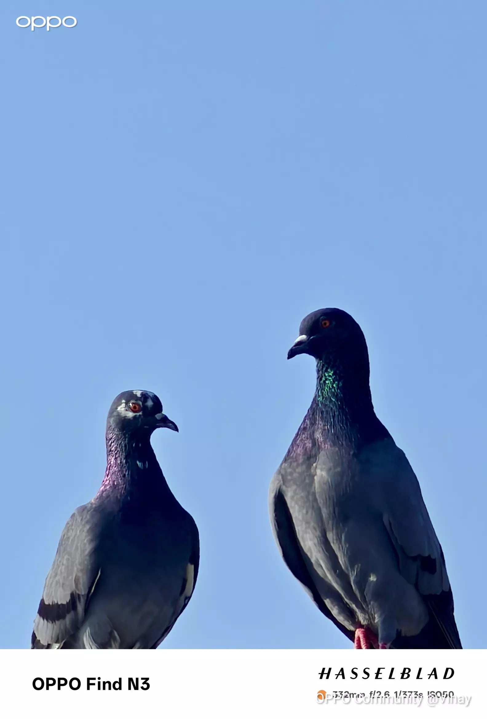 Birds symbolize true love and teach us to care for others. L