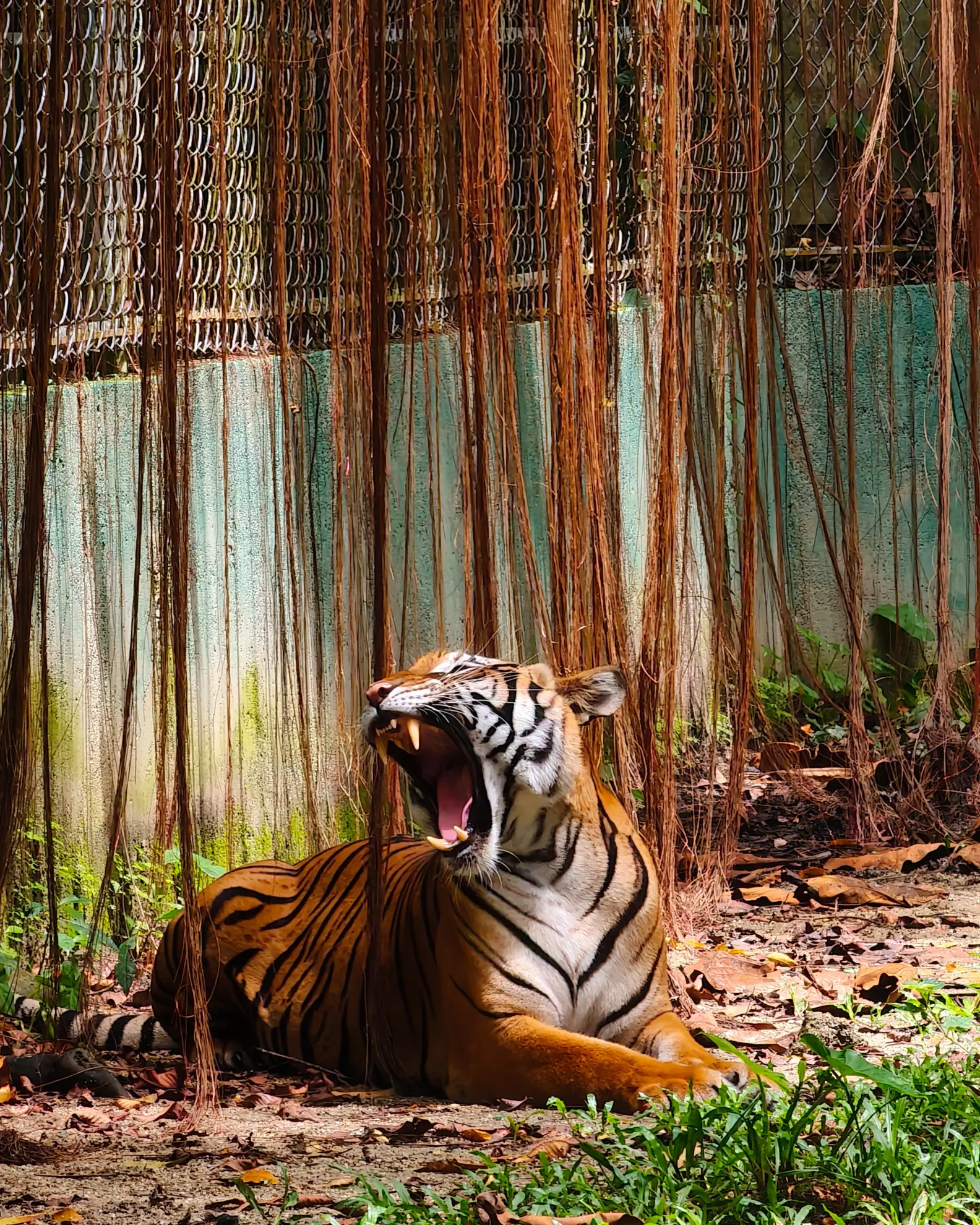 Meow meow and friends ( Tiger shot with the amazing Find X8 Pro )