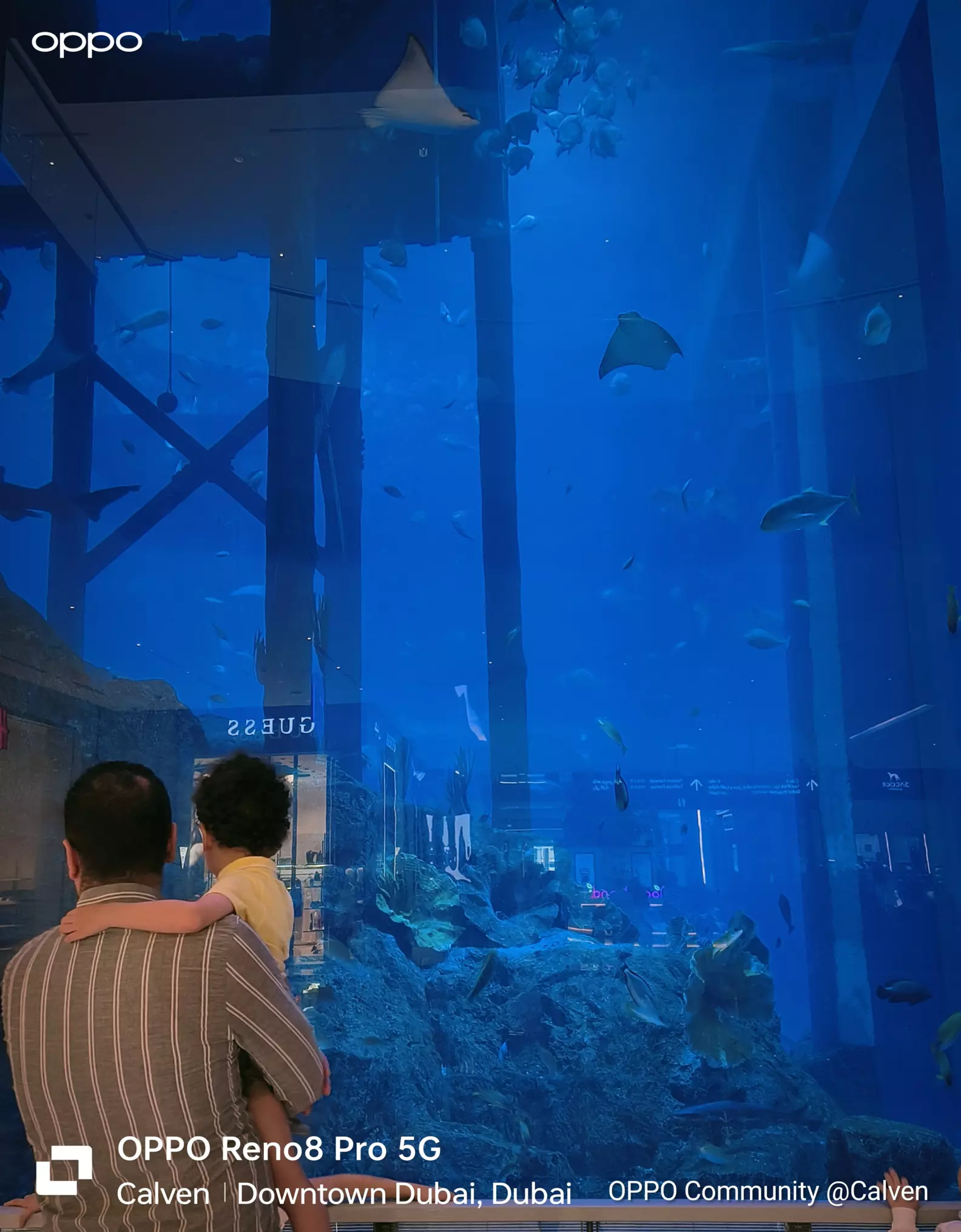 Dubai Mall Aquarium : A captivating Underwater Paradise.. 🐟🐠