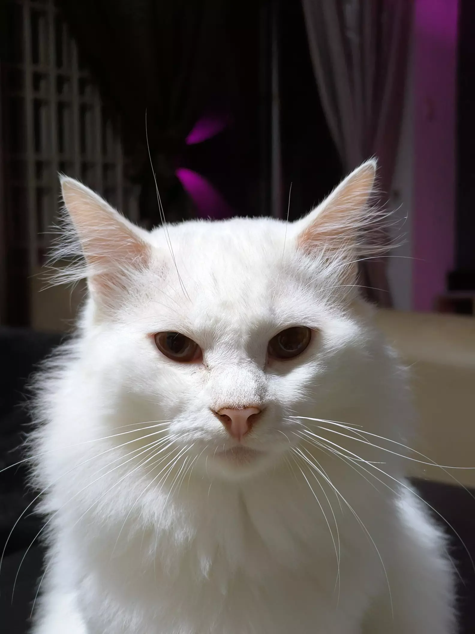Just me trying to snap photos of my beloved cats using OPPO