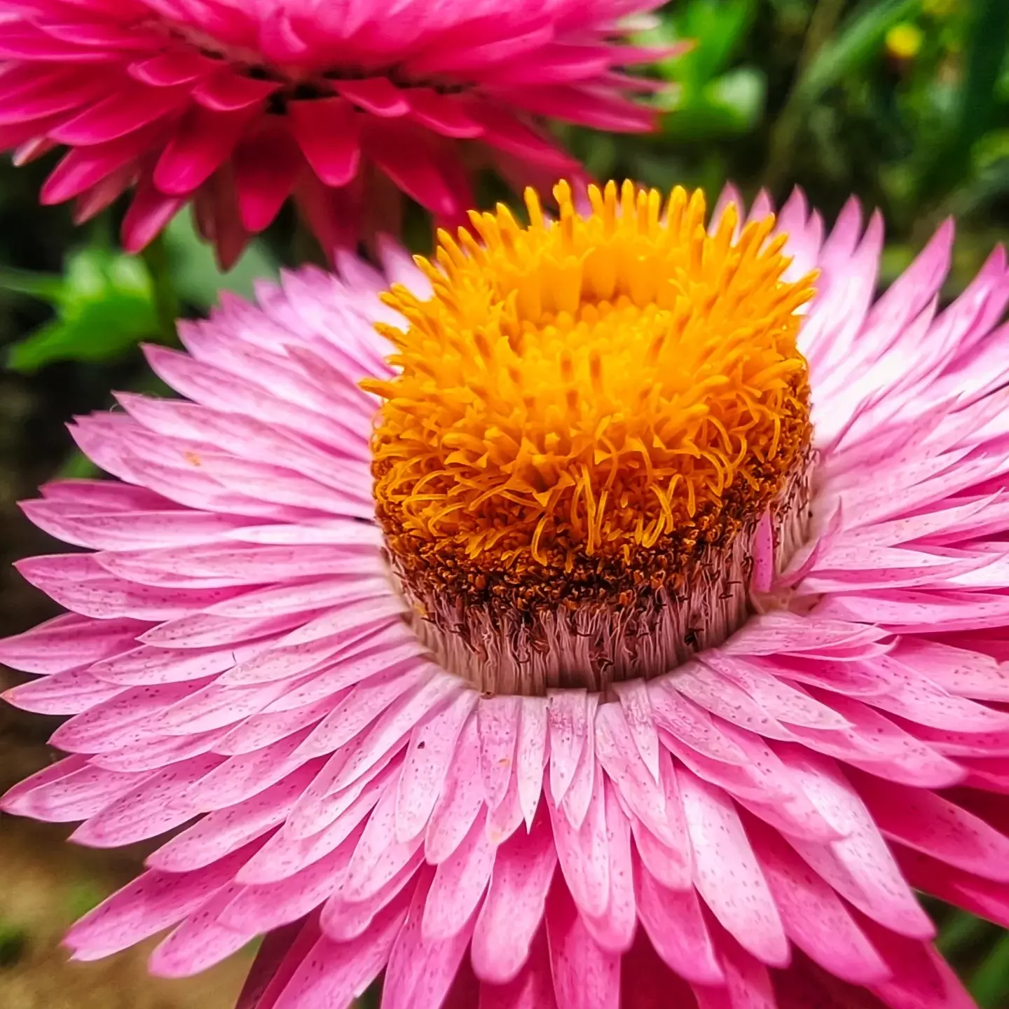 Mesmerizing flower