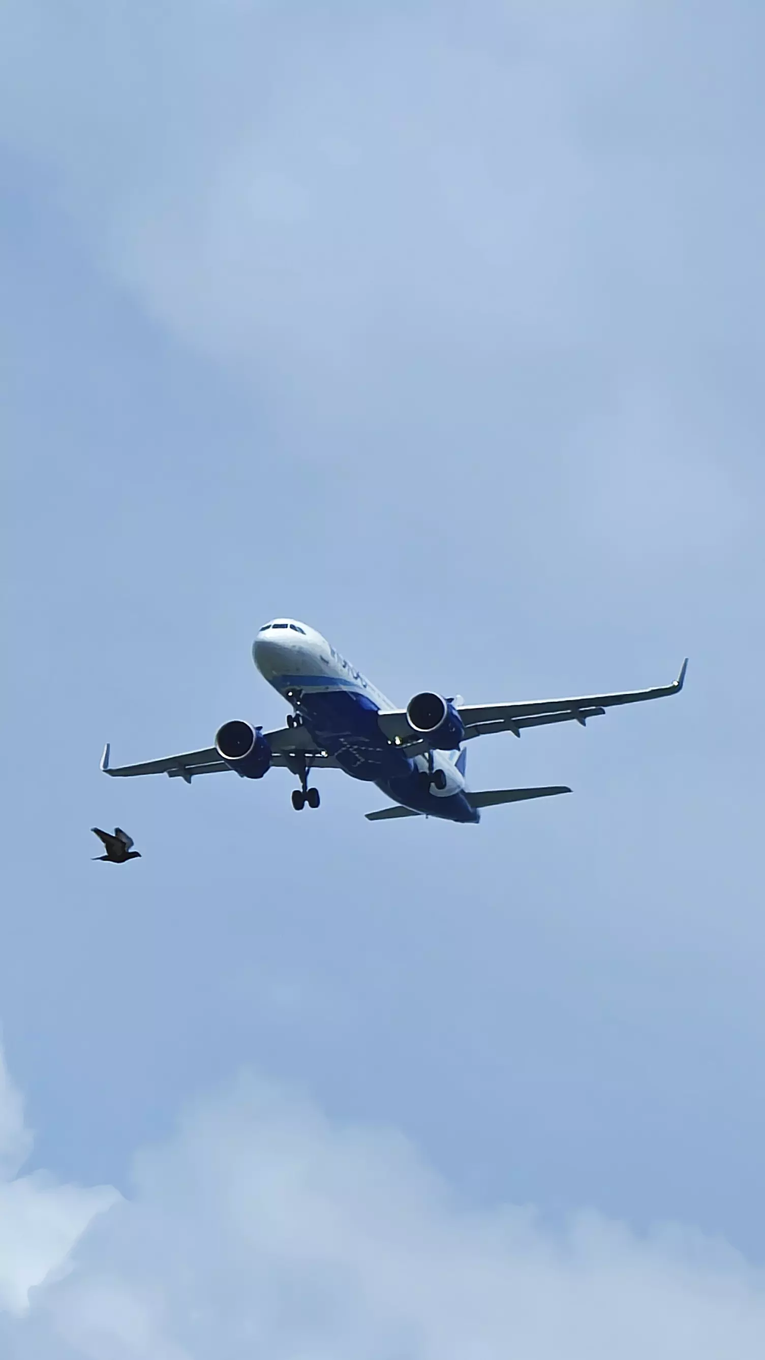 Nature's Flying Machine vs Human's Flying Machine in a singl