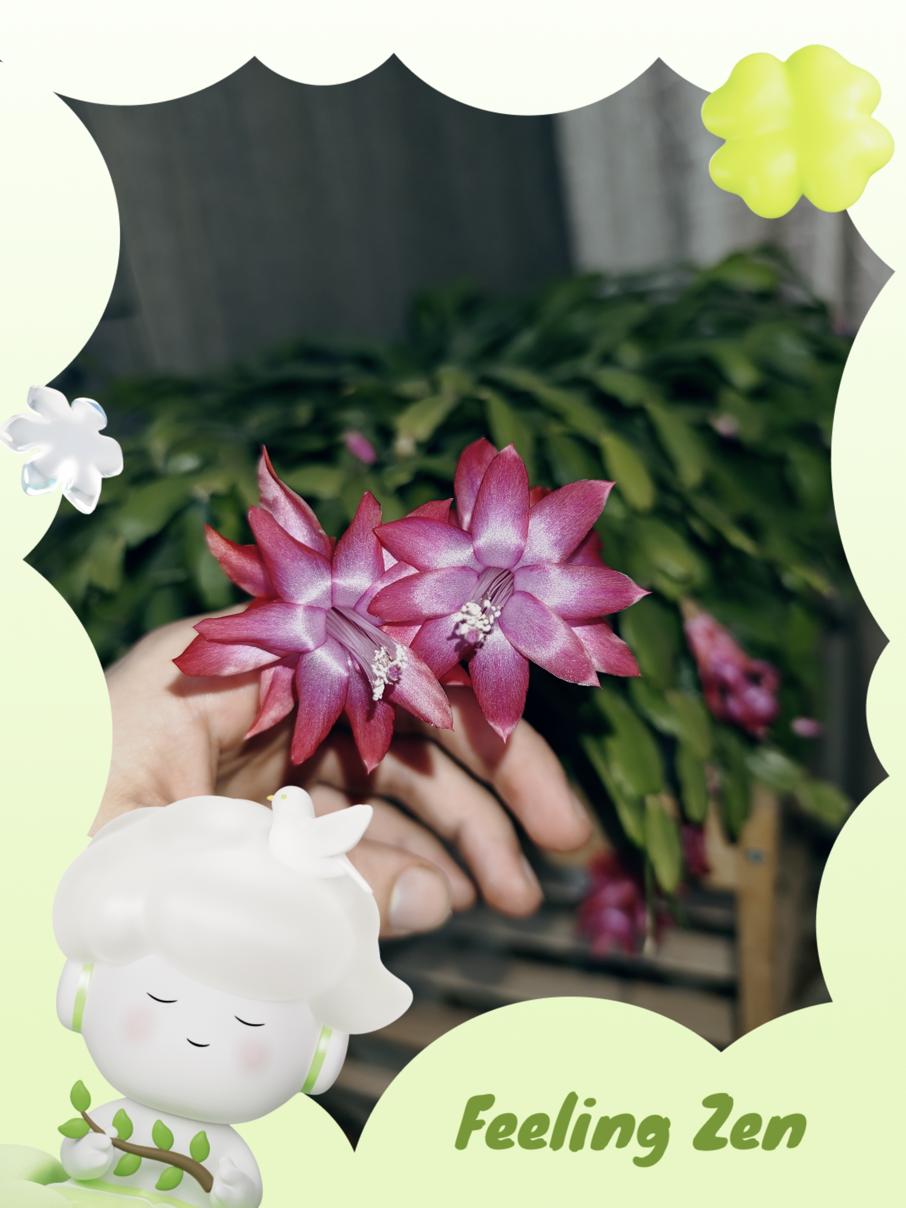 Schlumbergera: The Festive Cactus of Peace and Surprise