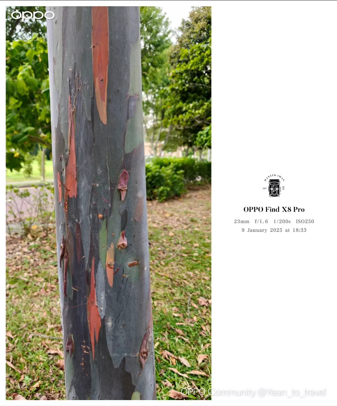 I've always been fascinated by the colour of this tree's bar