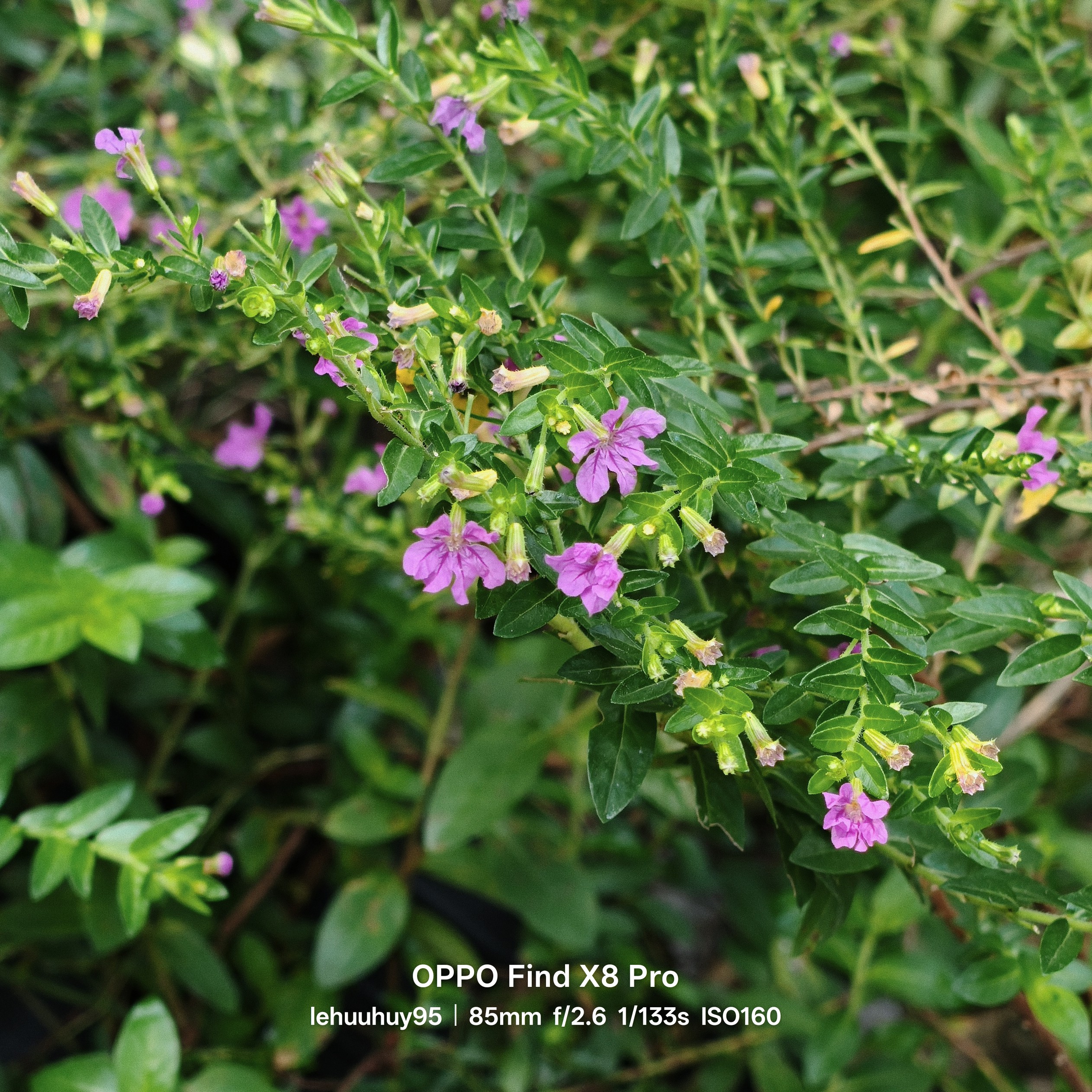 🌼 Some flowers in my father's garden. Shoton OPPO Find X8 P