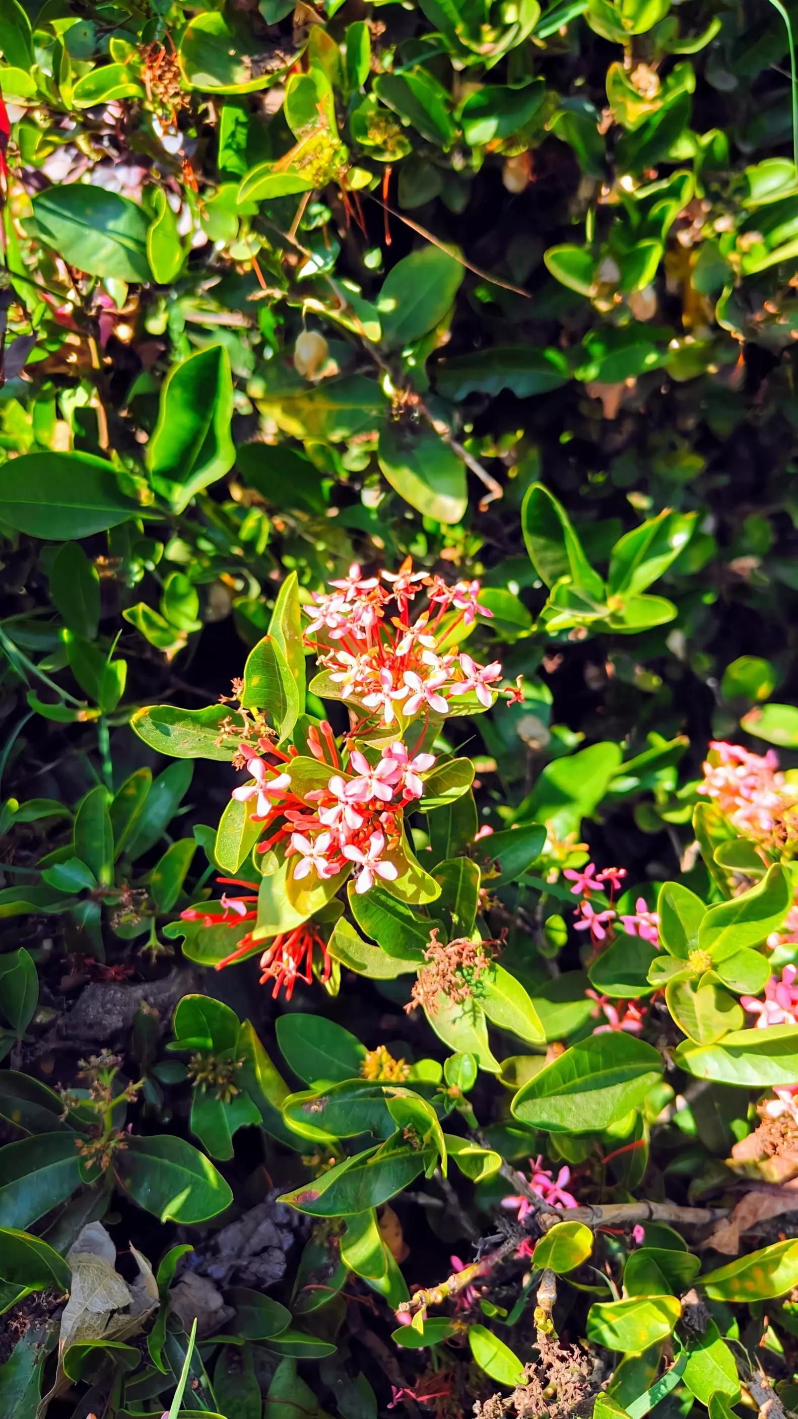 The Soka Flower Plant / Pink Ixora is a Beautiful Flower wit