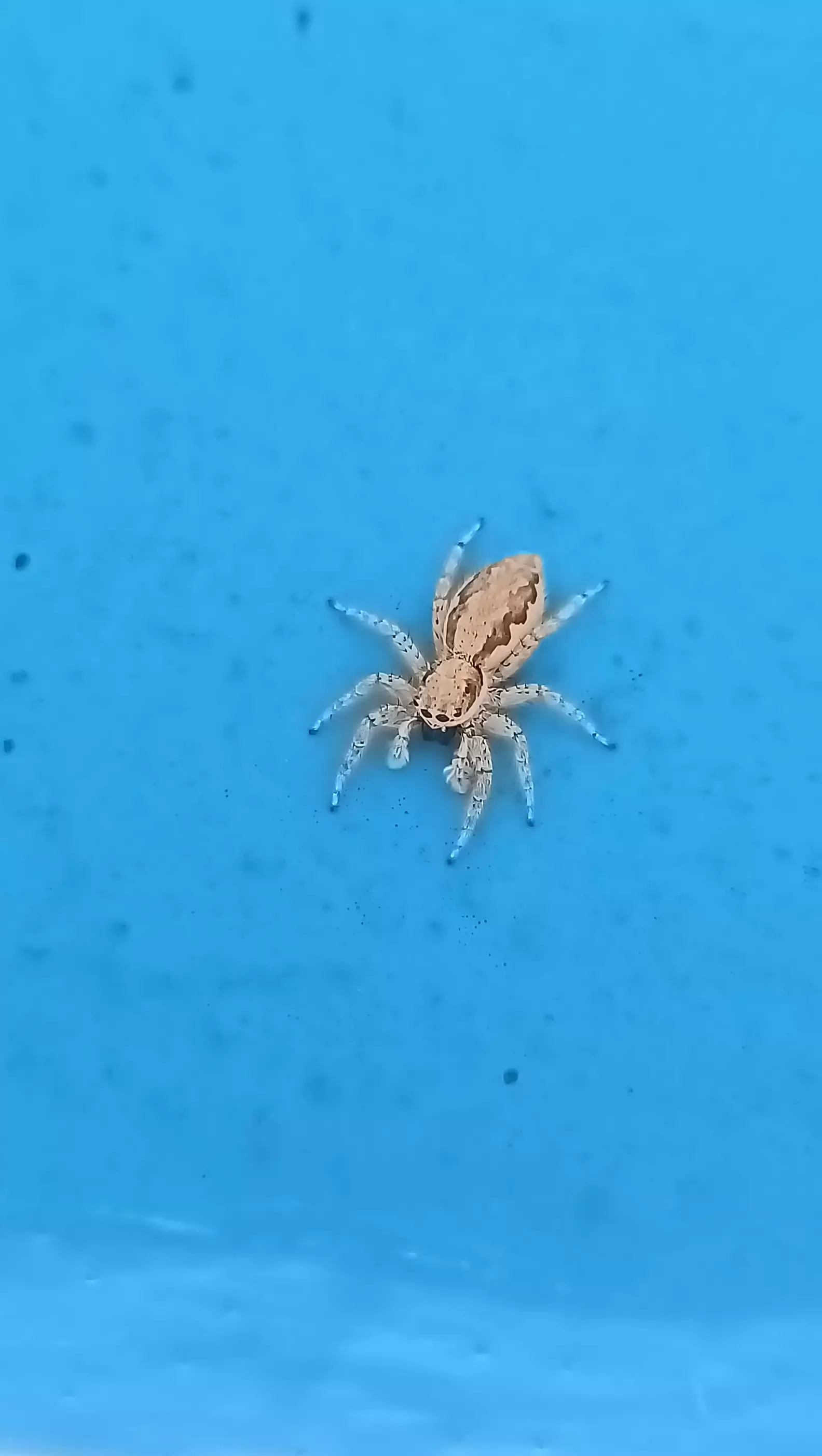 Spiders are arachnids with eight legs, a hard exoskeleton, a