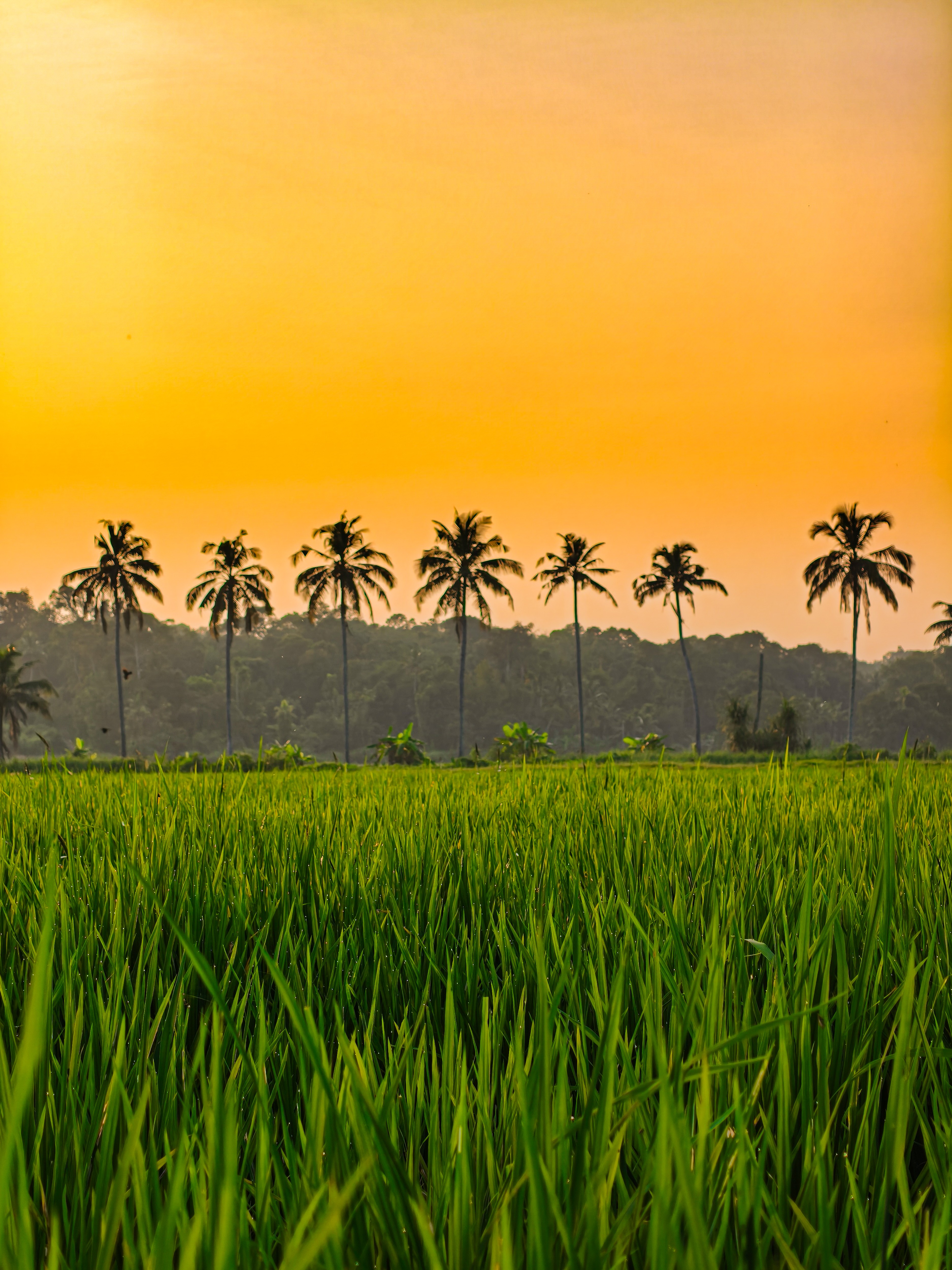 Sunset dew drops and paddy fields Shoton Oppo Find X8 ProCom