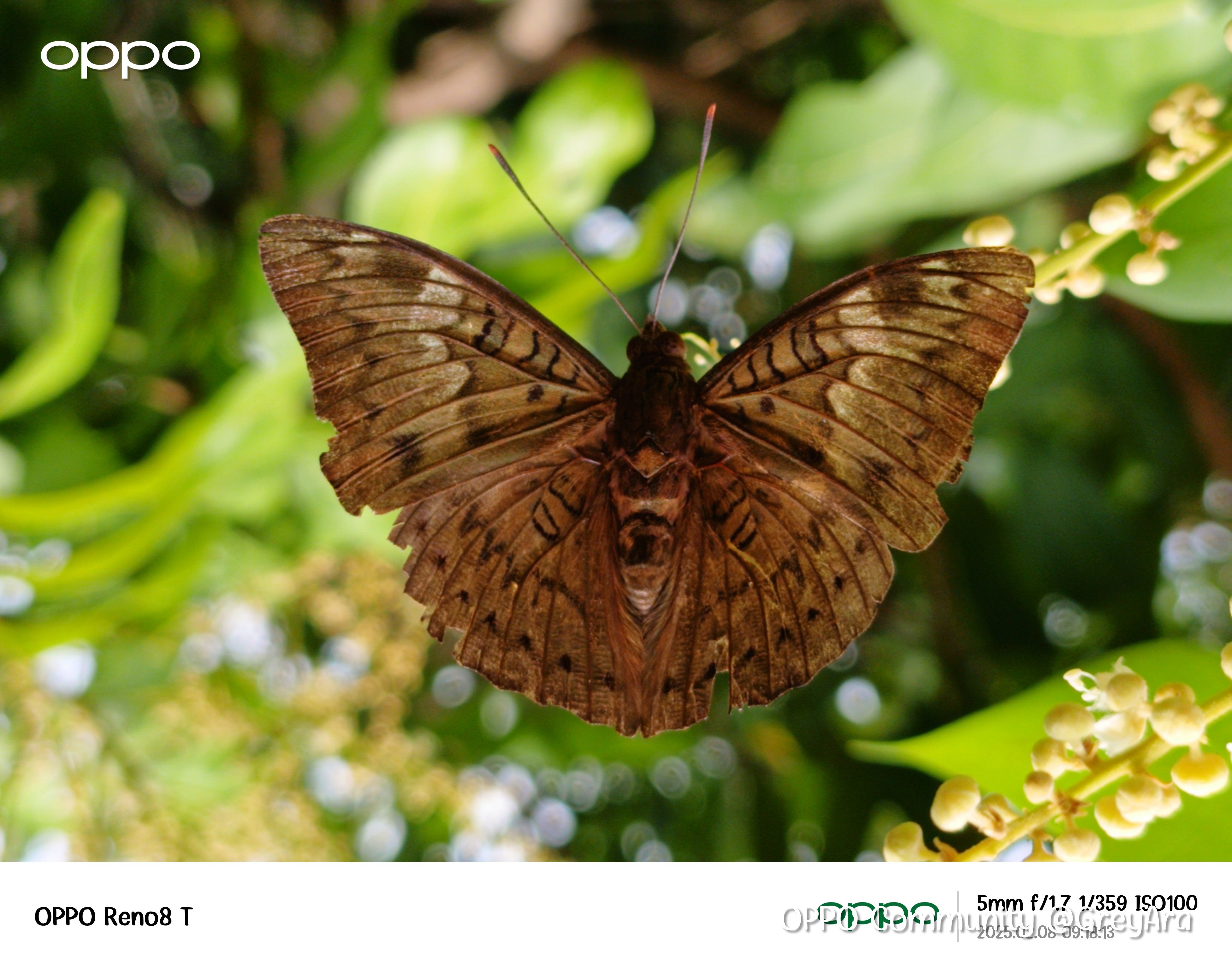 What is it like to see a Common Baron? Its brown wings spott