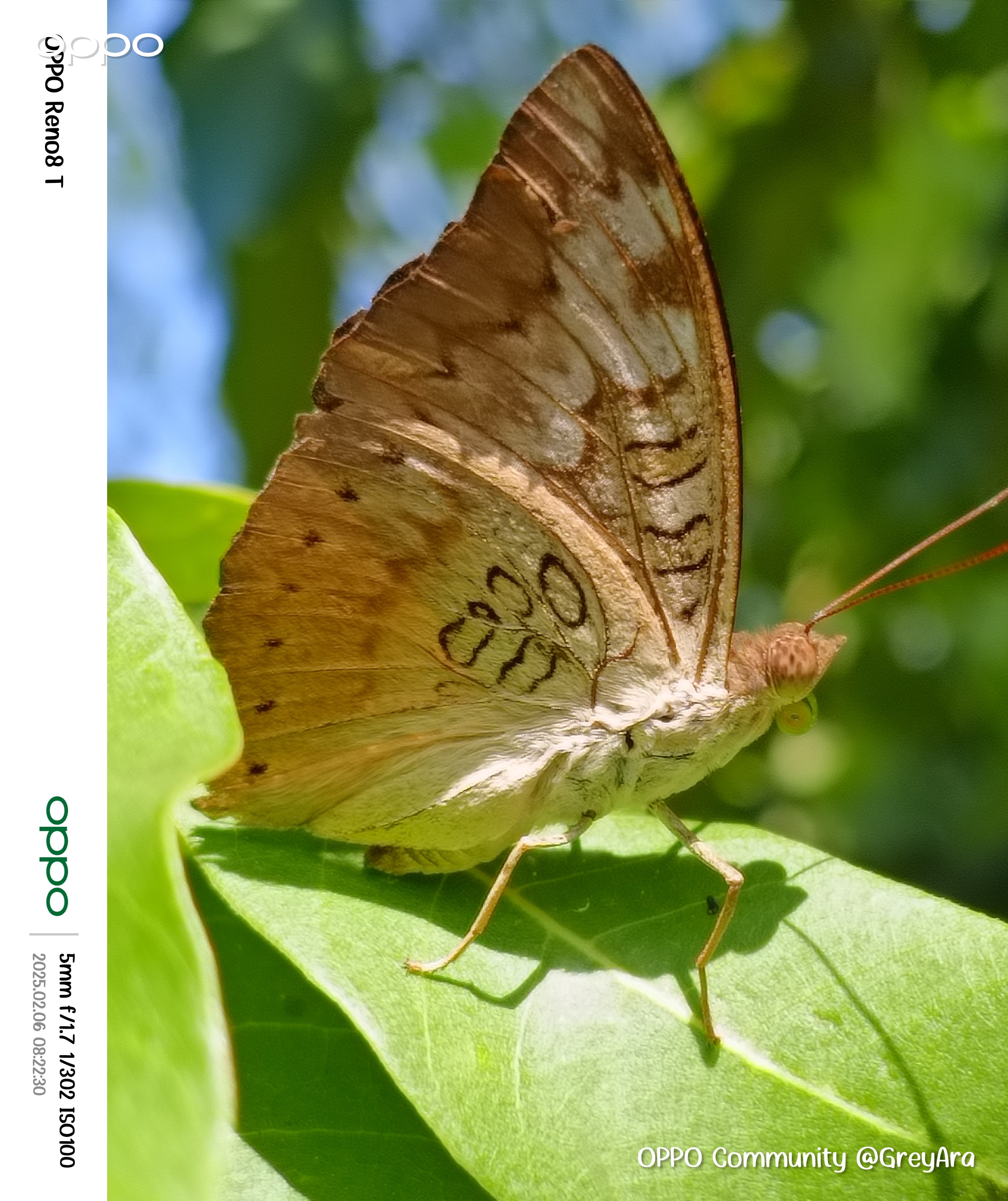 What is it like to see a Common Baron? Its brown wings spott