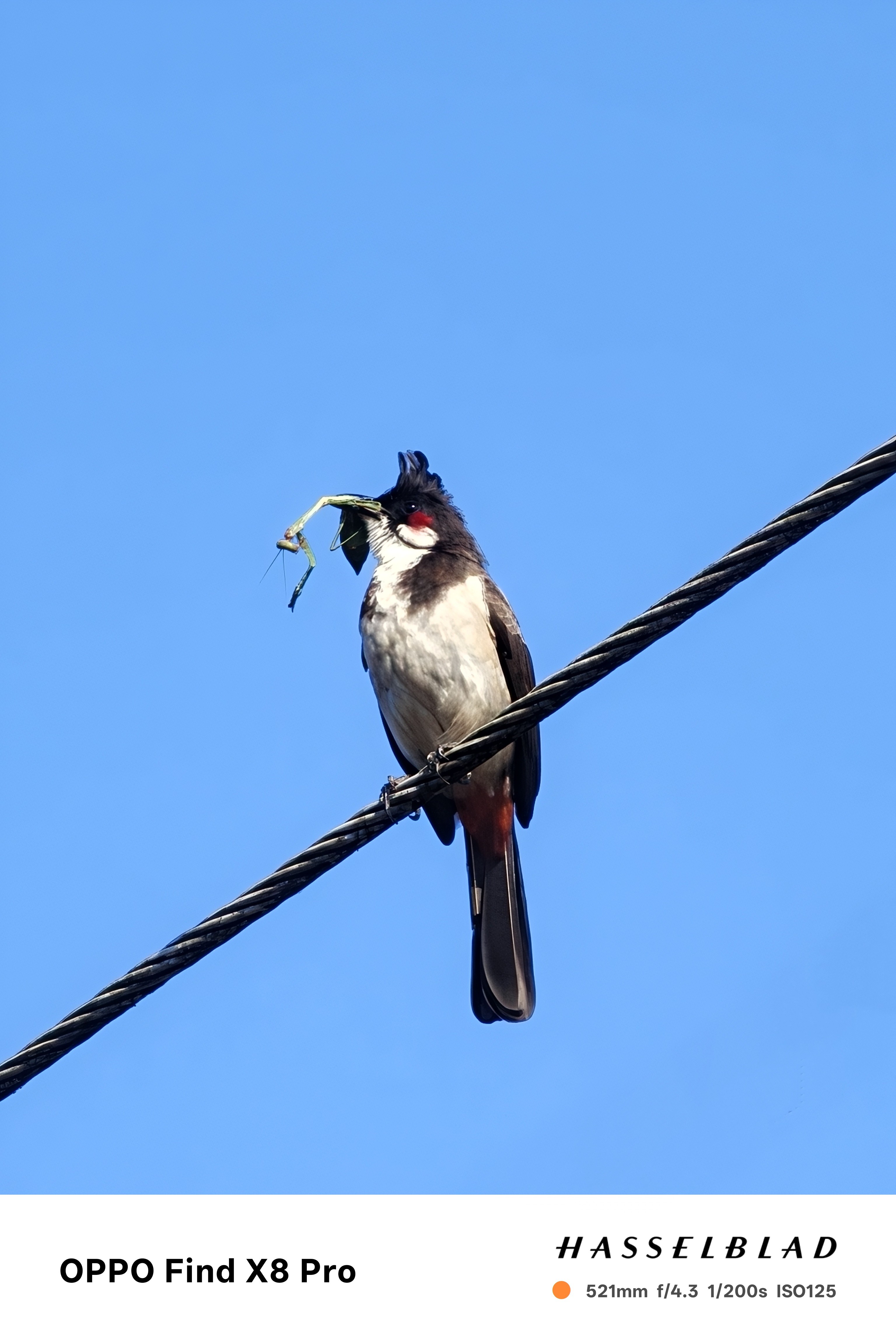 Bird Photography With Find X8 Pro Comment your favourite @#S