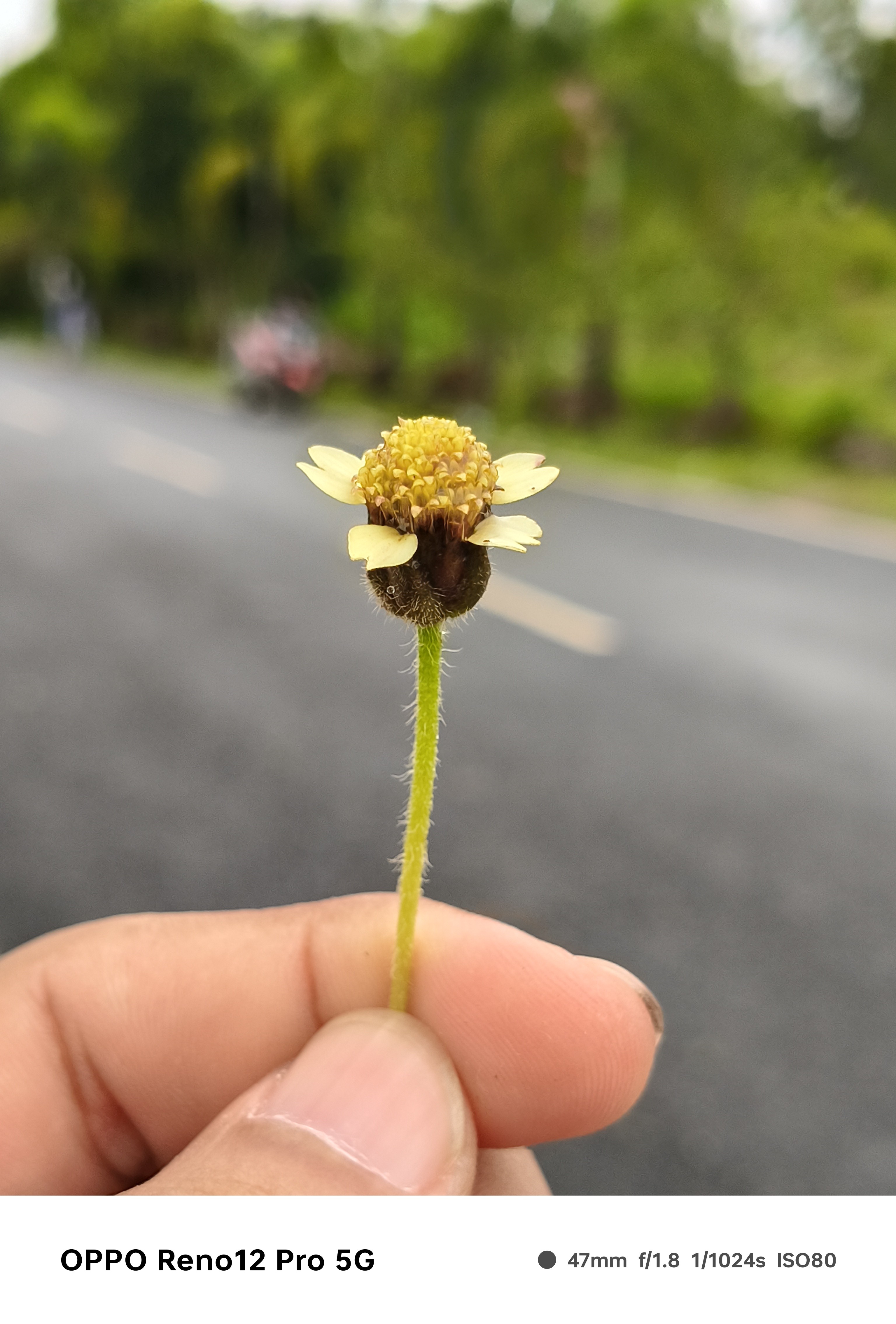 Macro Photography 💚🍃 Shot on : OPPO Reno 12 Pro 📱⚡ @Andy