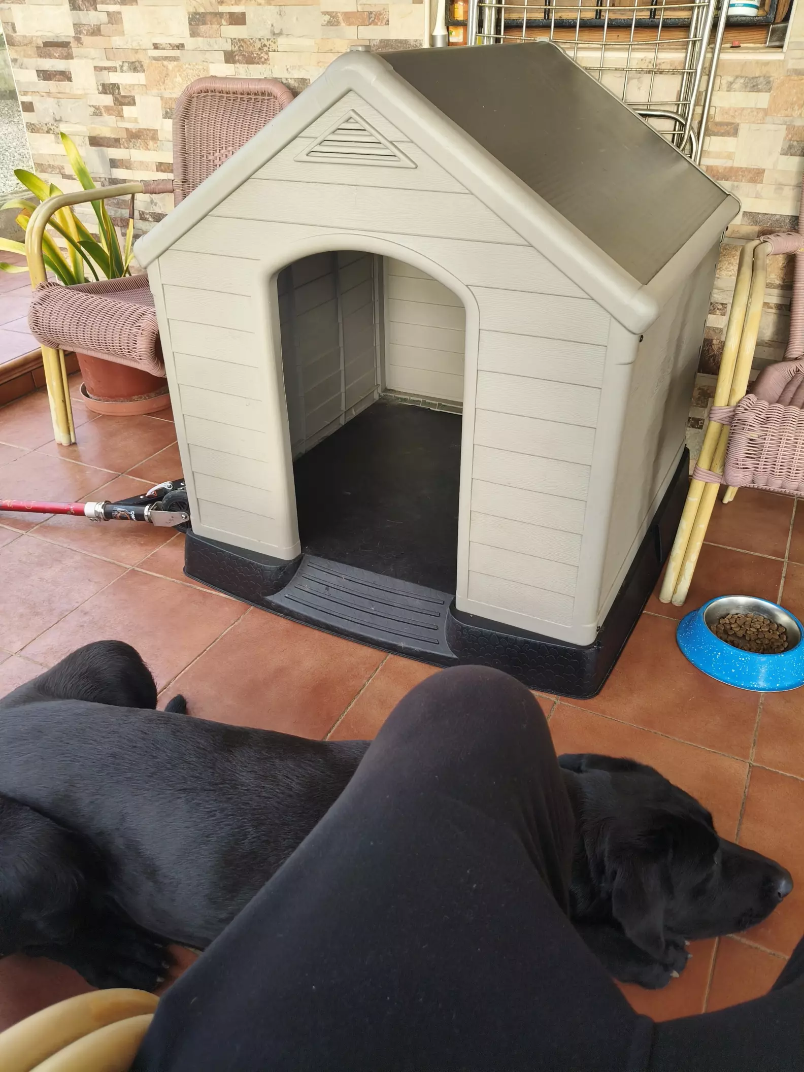 Buenos días a todos empezando la mañana con el perrito 🐕🐕?