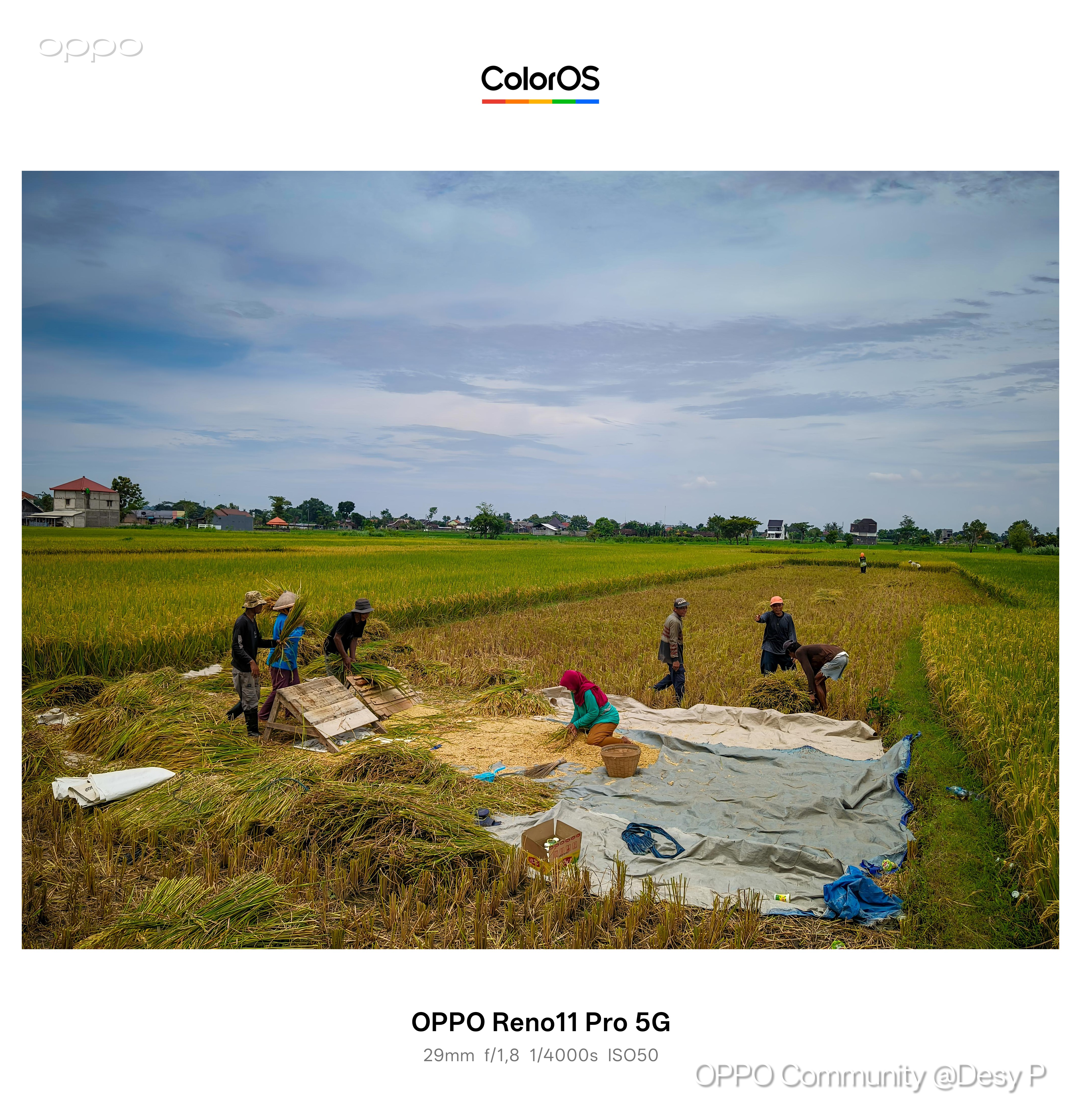 Rice Harvest in Piyungan Village, Yogyakarta