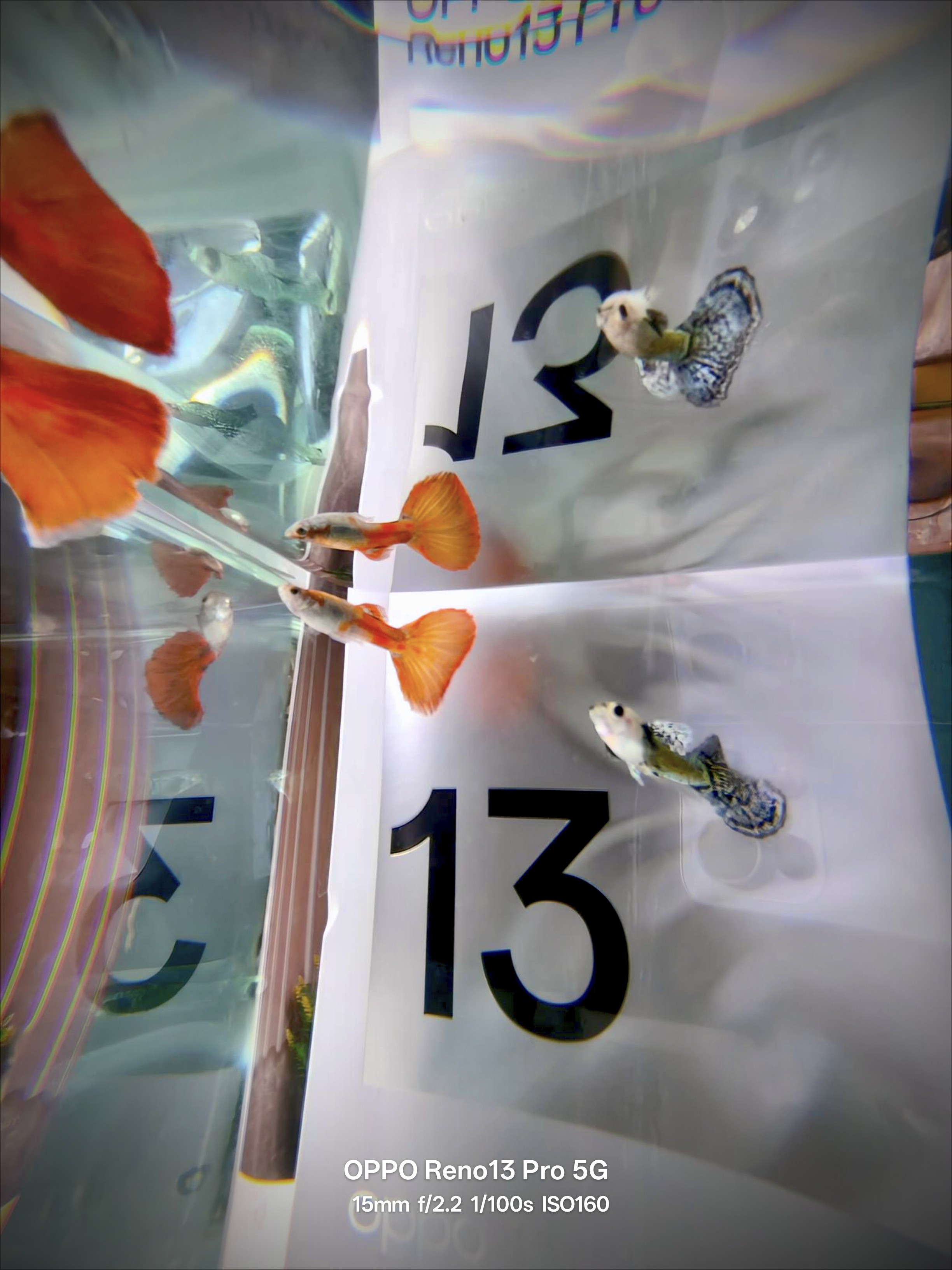 Beyond the Surface: Exploring Underwater Angle with Reno13 Series