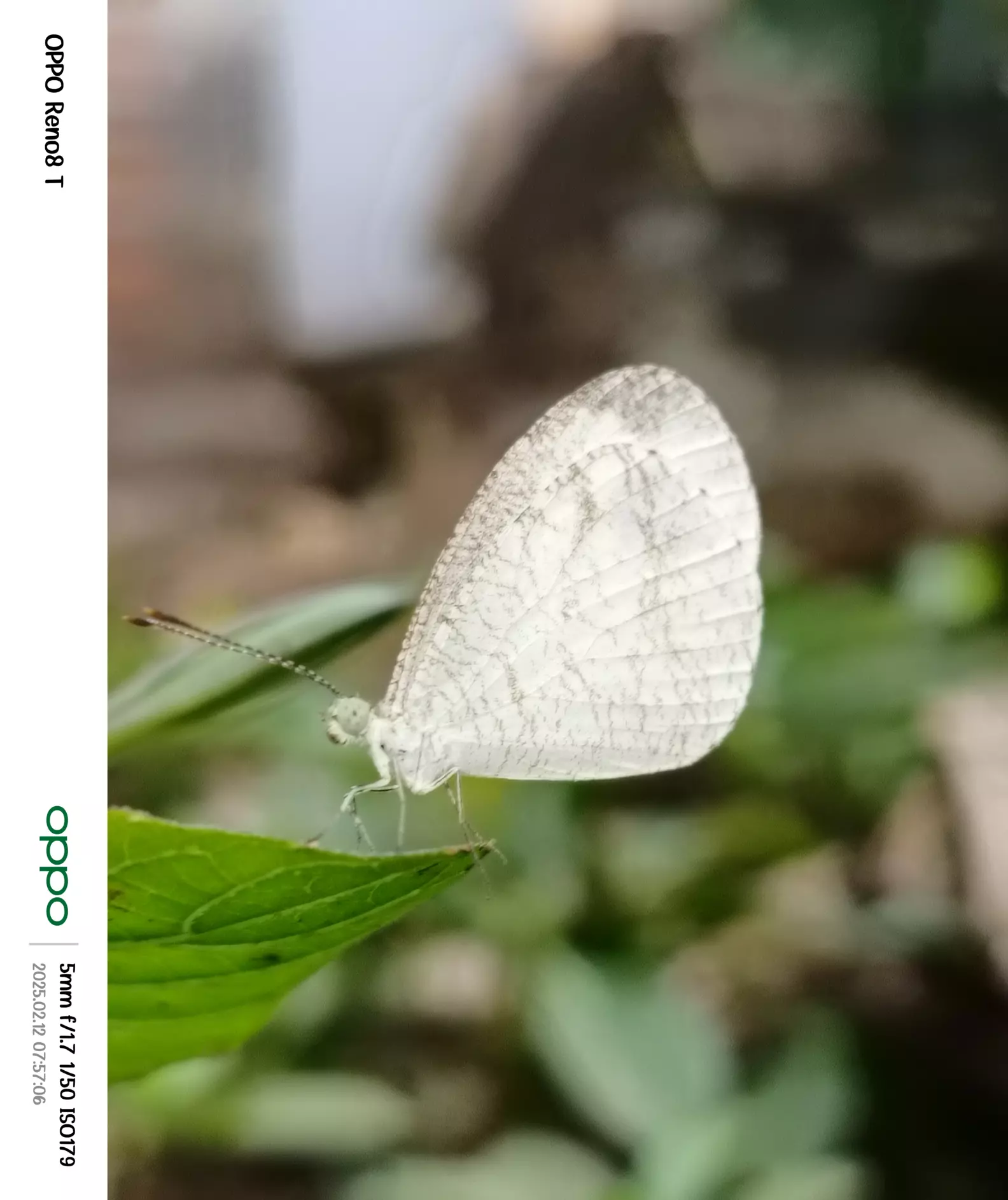Oriental Psyche (Leptosia Nina), a white-winged butterfly. I