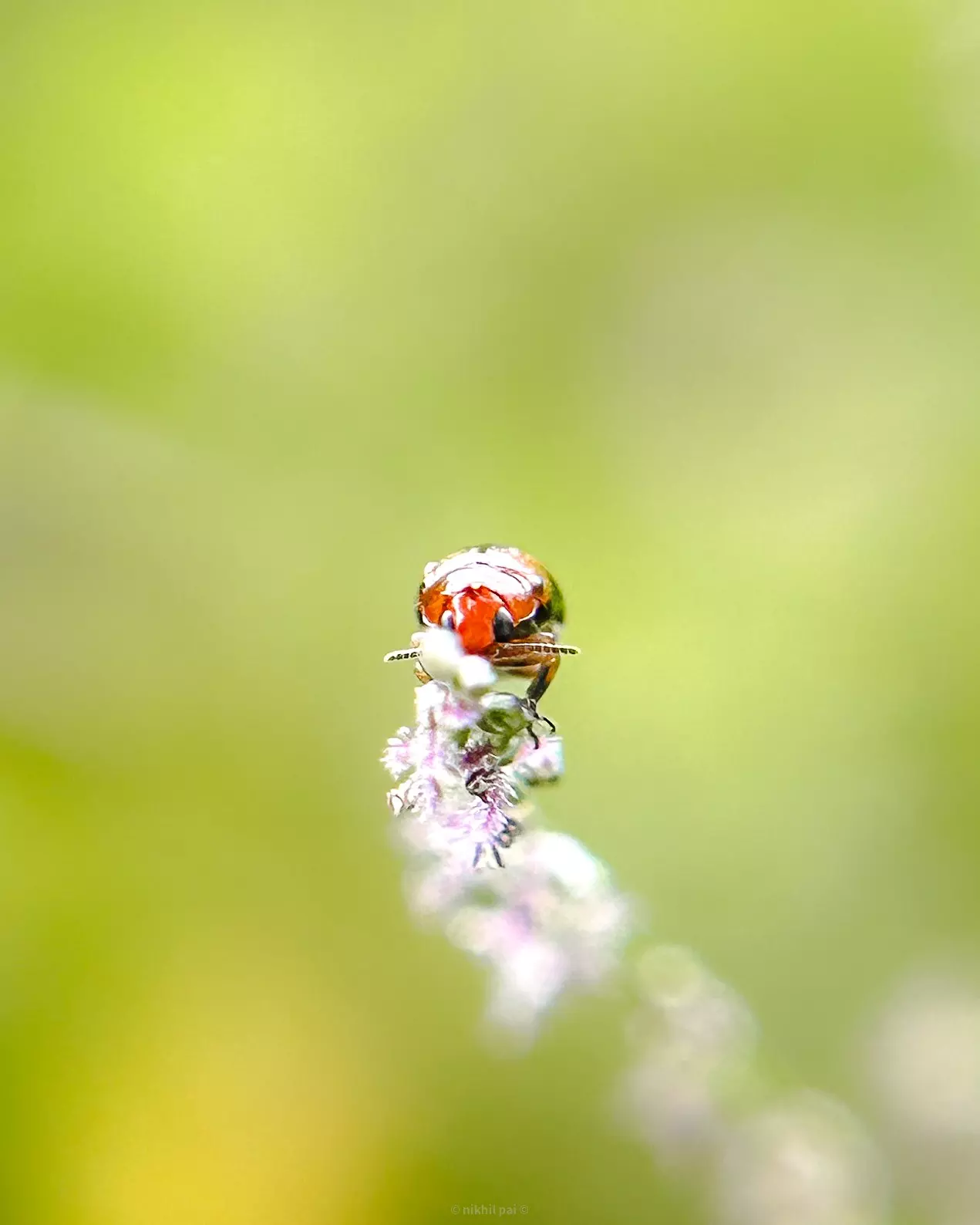 Tiny little lady bug! Shot on Phone!In macro photography, th