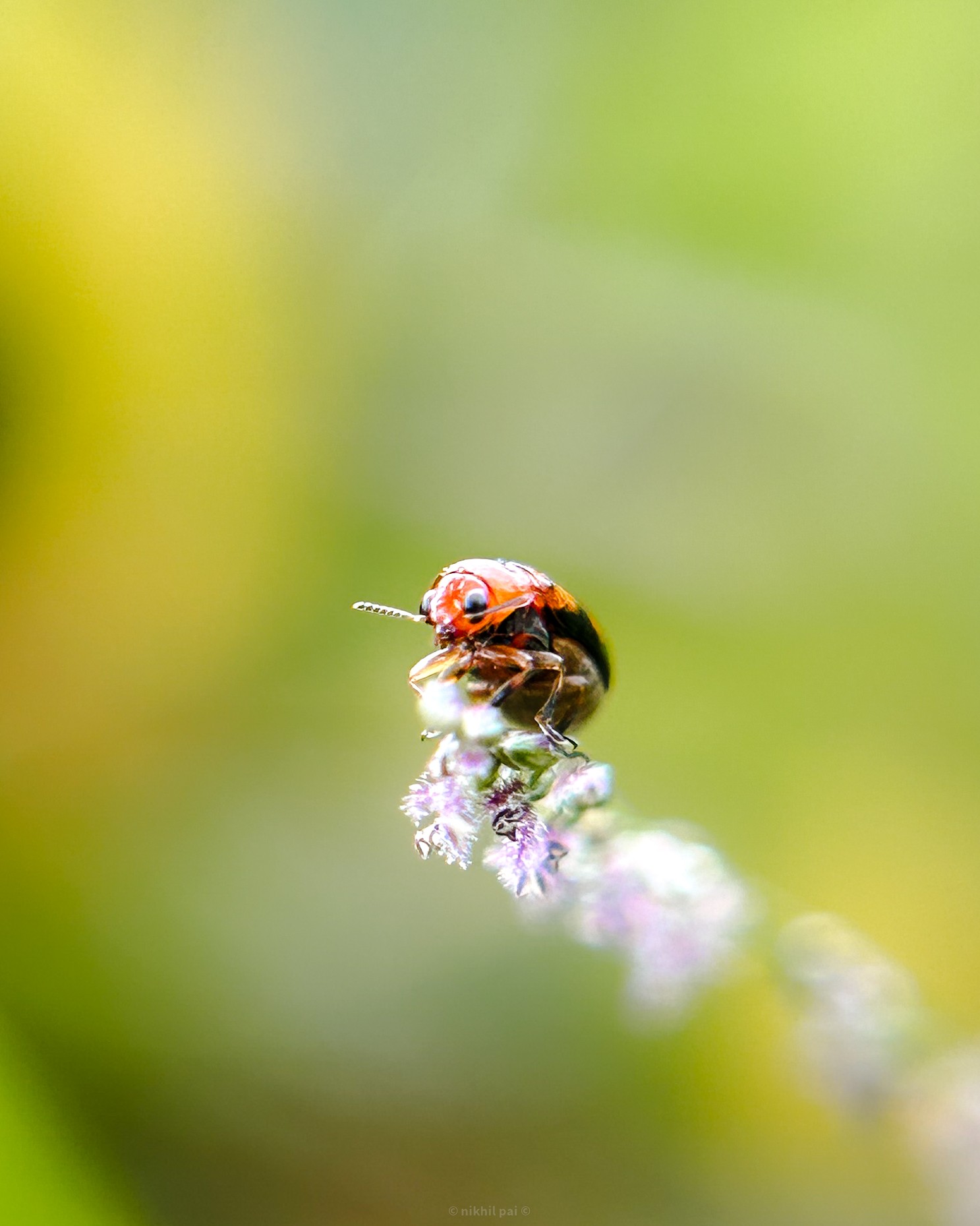 Tiny little lady bug! Shot on Phone!In macro photography, th