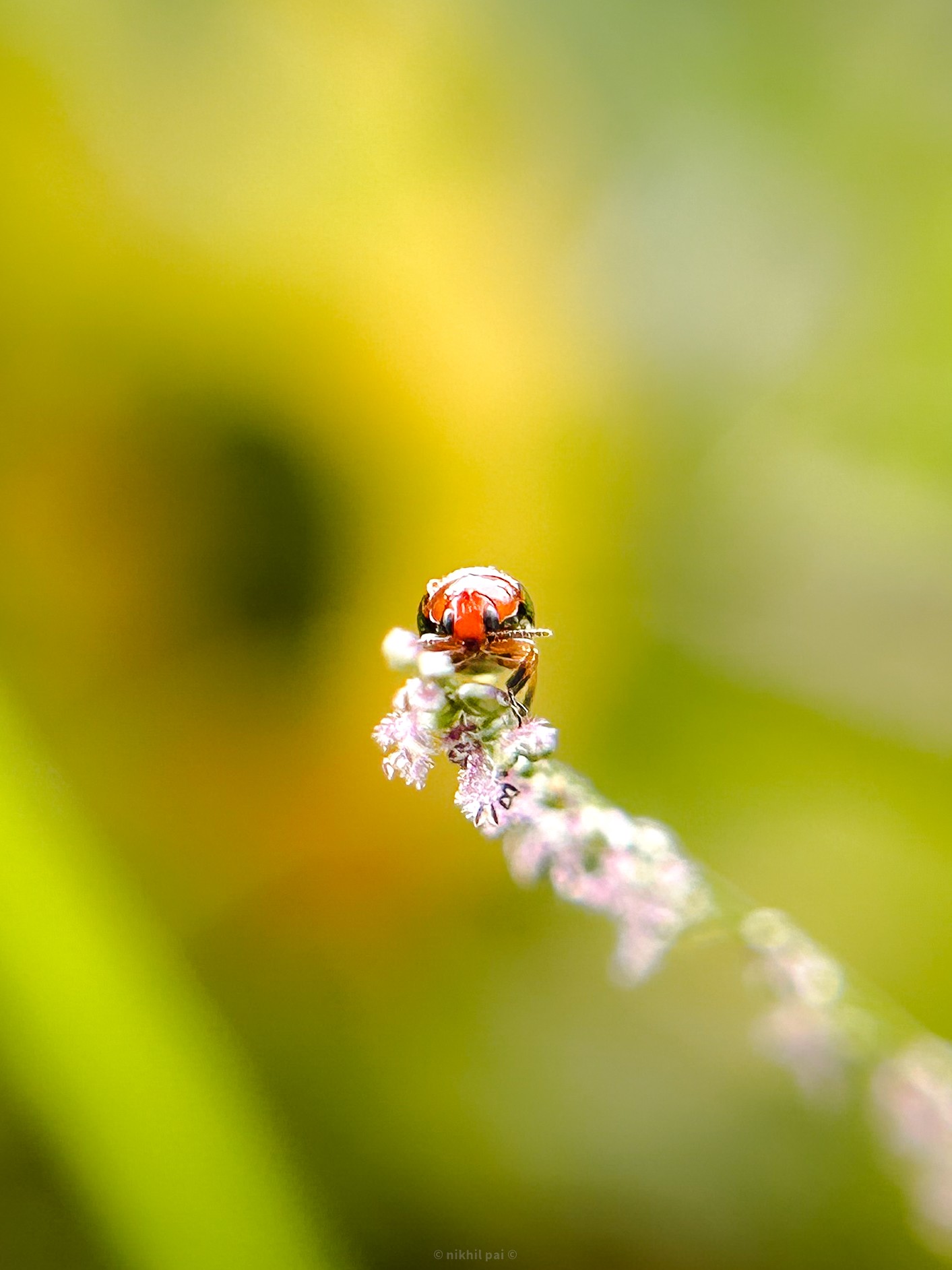 Tiny little lady bug! Shot on Phone!In macro photography, th