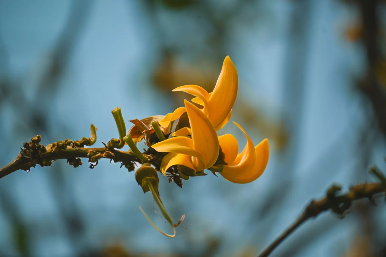 Yellow & Orange Palash Flowers.