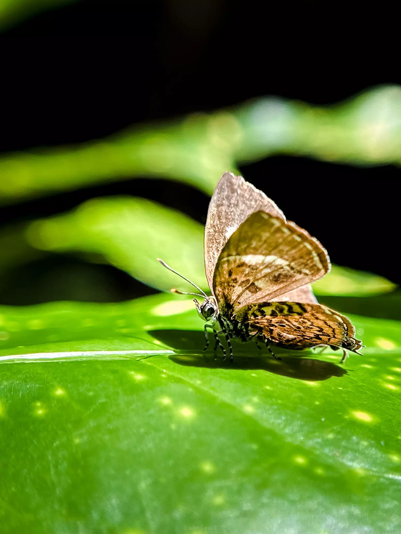 Butterflies! Got to be very patient while capturing them. Th
