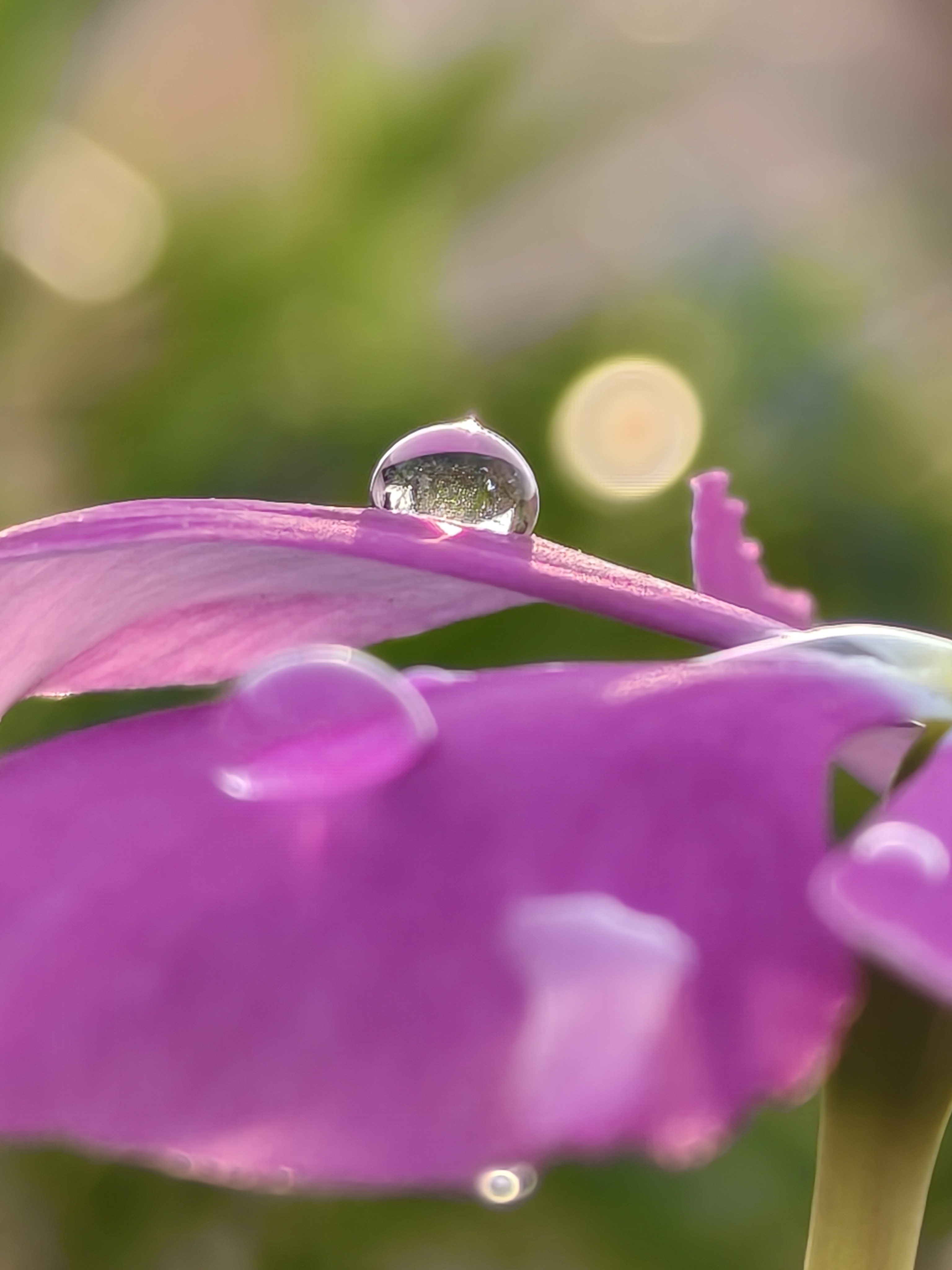 The Unseen World: Macro Photography with OPPO.Ft. OPPO Find X8 Series