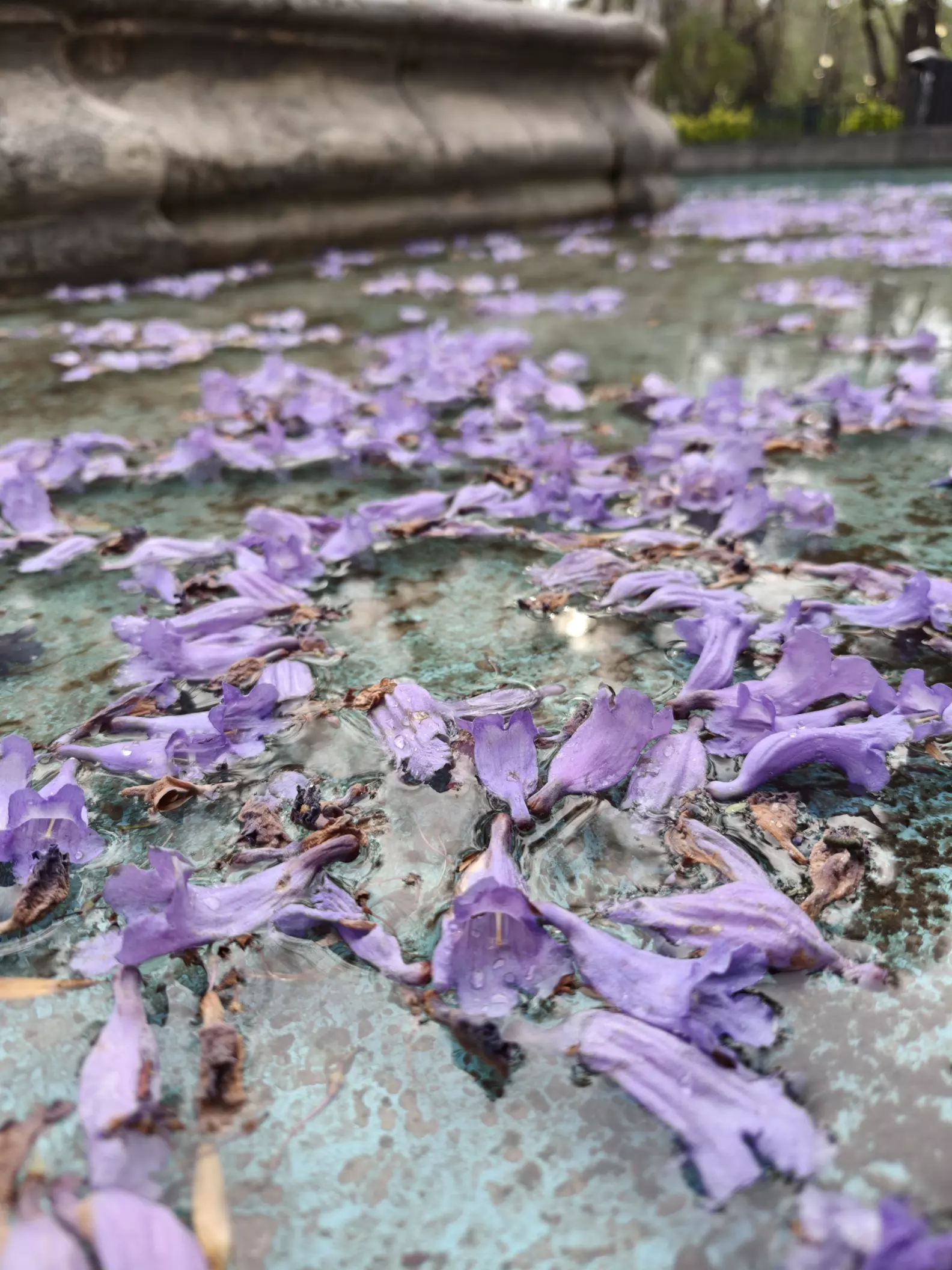 Jacaranda season arrives in Mexico City Spring arrives and t