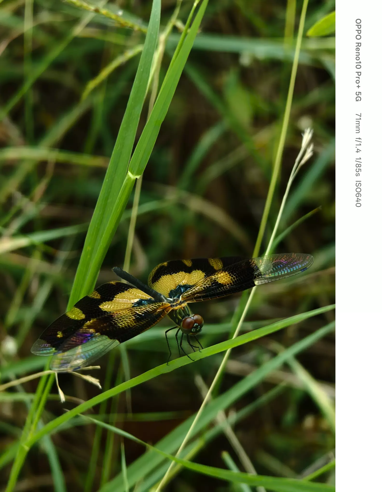 "Wings of Gold This stunning dragonfly is a true masterpie