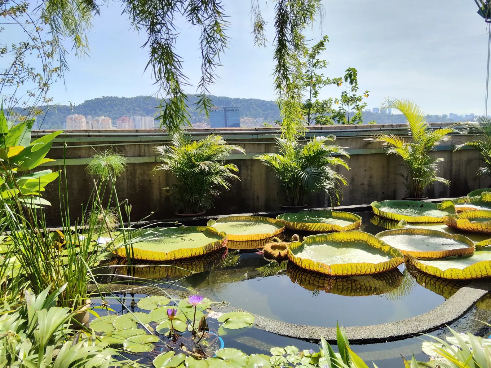Tropical pond...With giant water lilies..Shot with oppo Reno