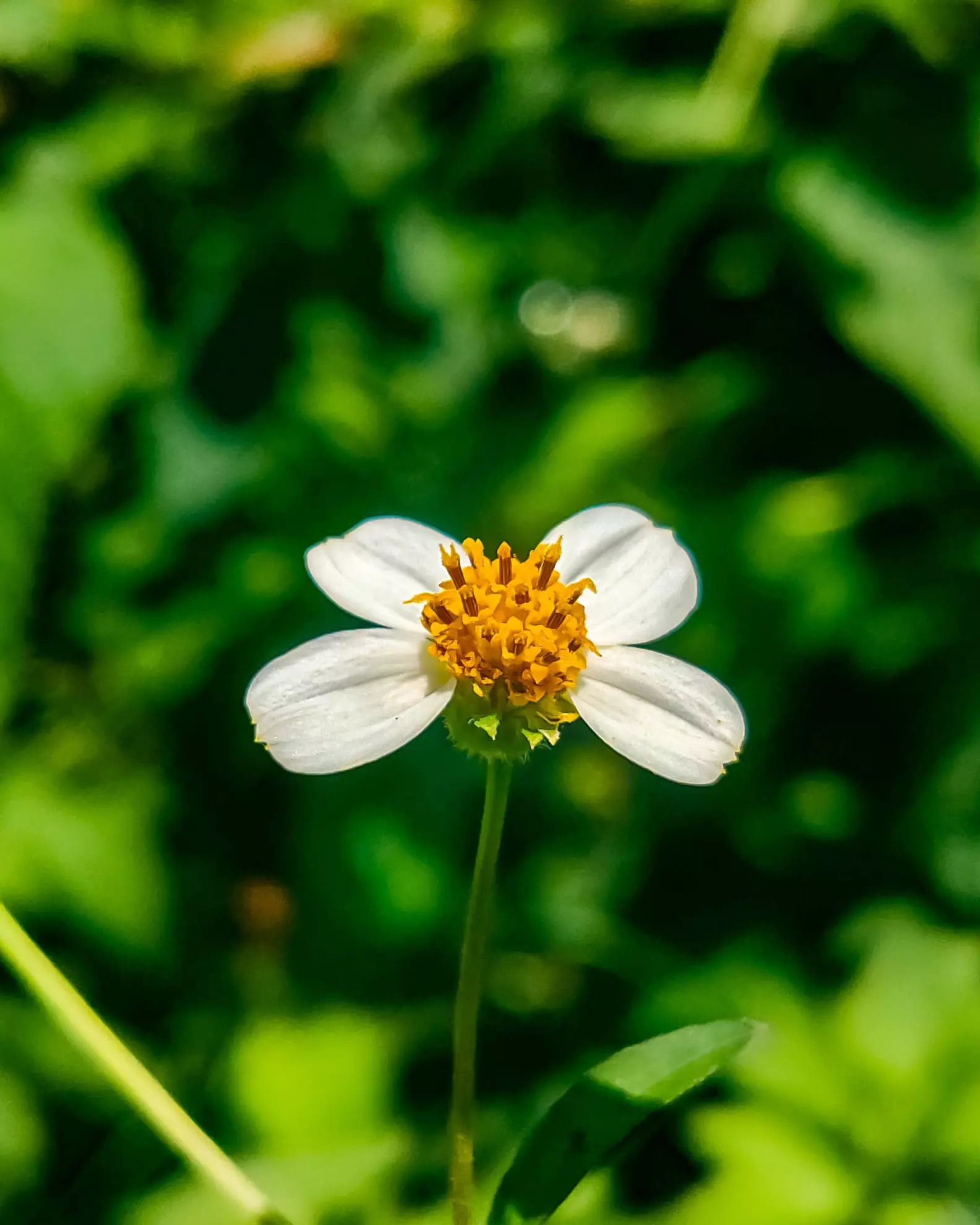 Uttarakhand in bloom! Spotted this delicate Black Jack flowe