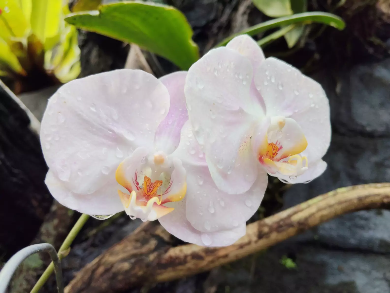 Morning bloom...Orchids ...😀🙏Shot with oppo Reno 13F 5G